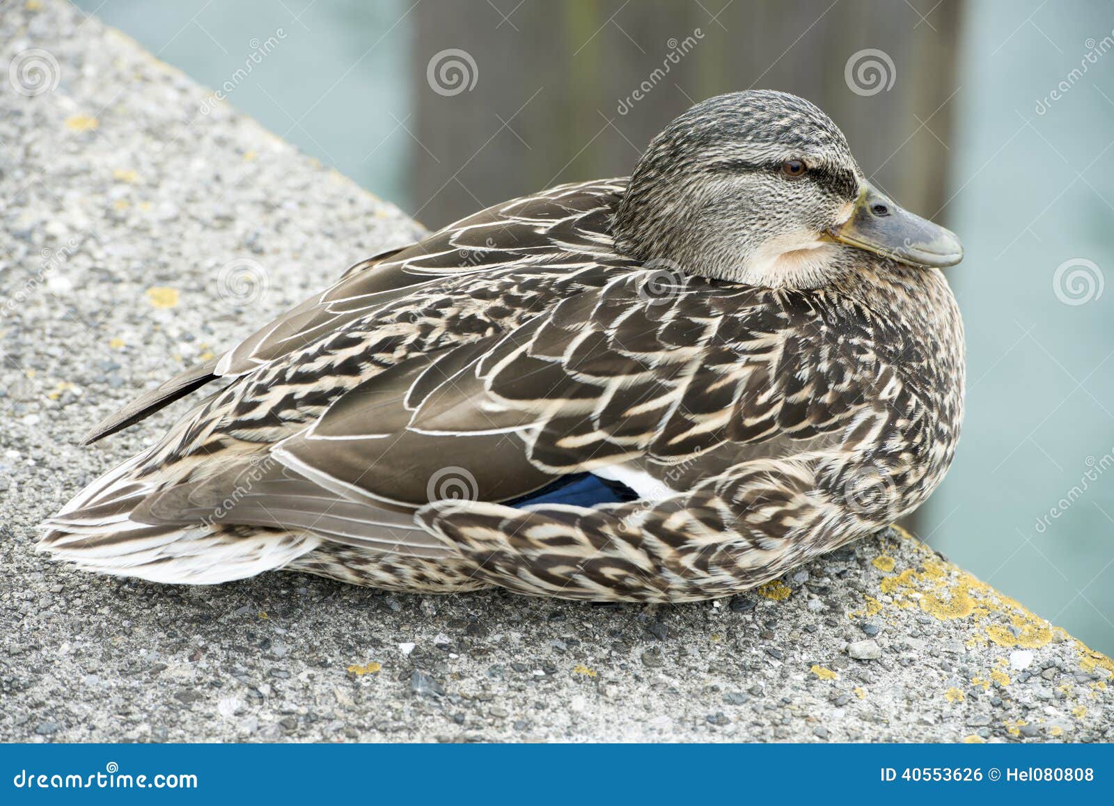 Female Duck stock photo. Image of female, bird, marine - 40553626