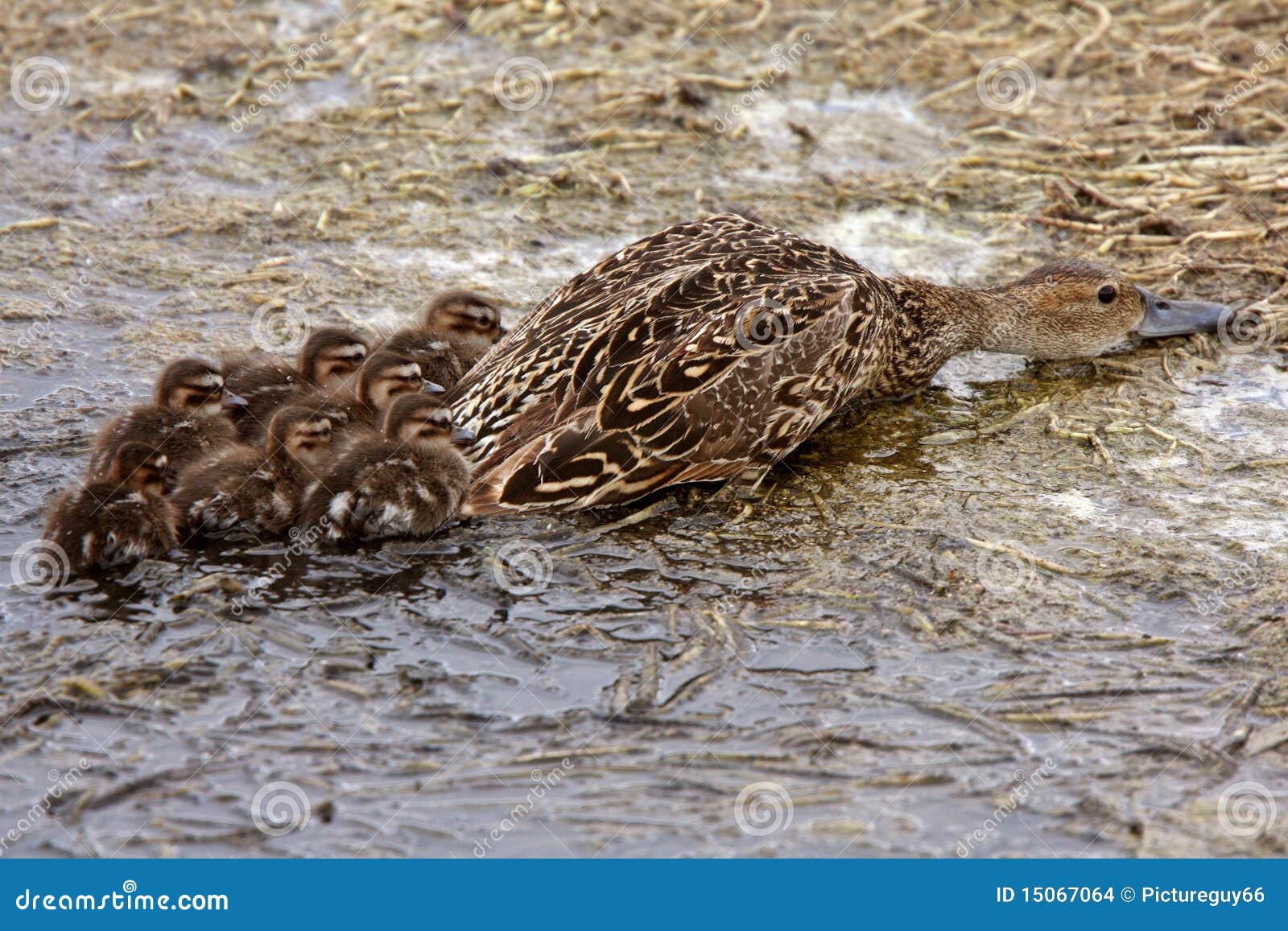 915 Bird Duck Ecosystem Fauna Stock Photos - Free & Royalty-Free Stock ...