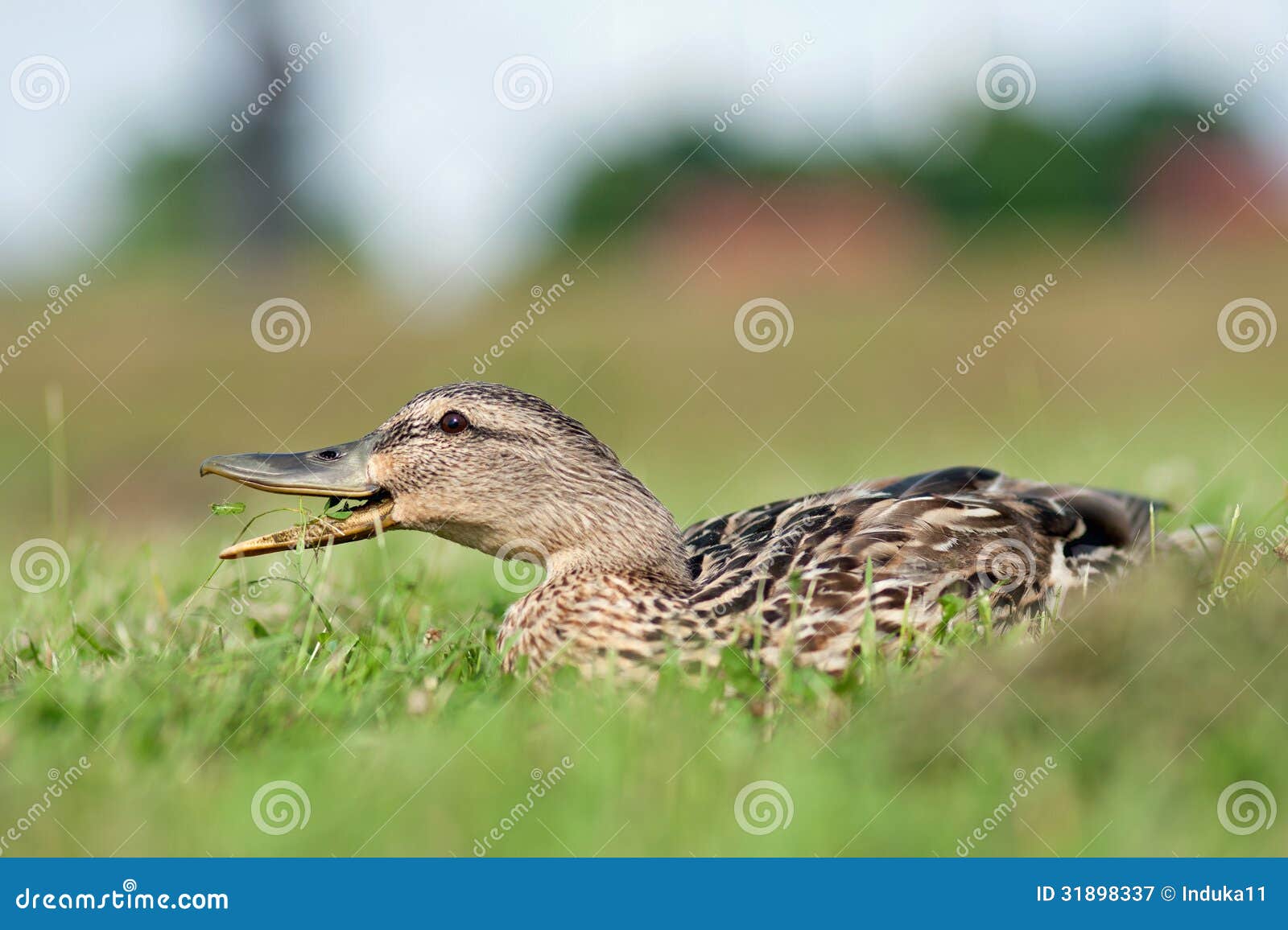 Female duck eating clover stock image. Image of grass - 31898337