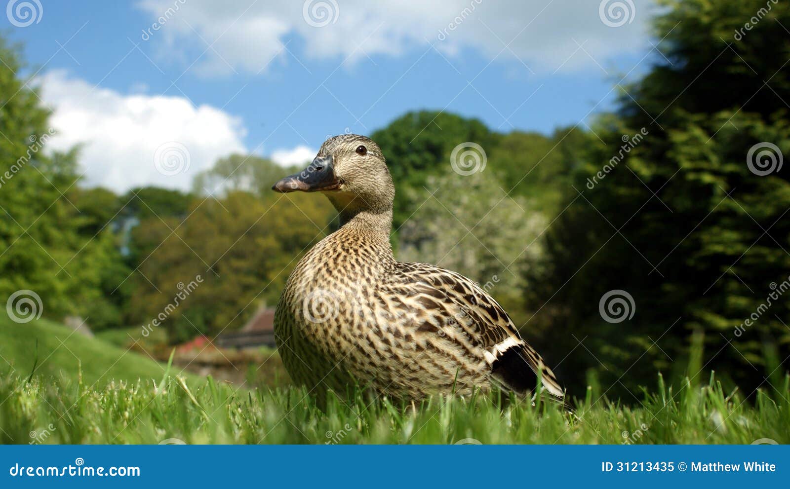 Female duck stock image. Image of closeup, duck, brown - 31213435