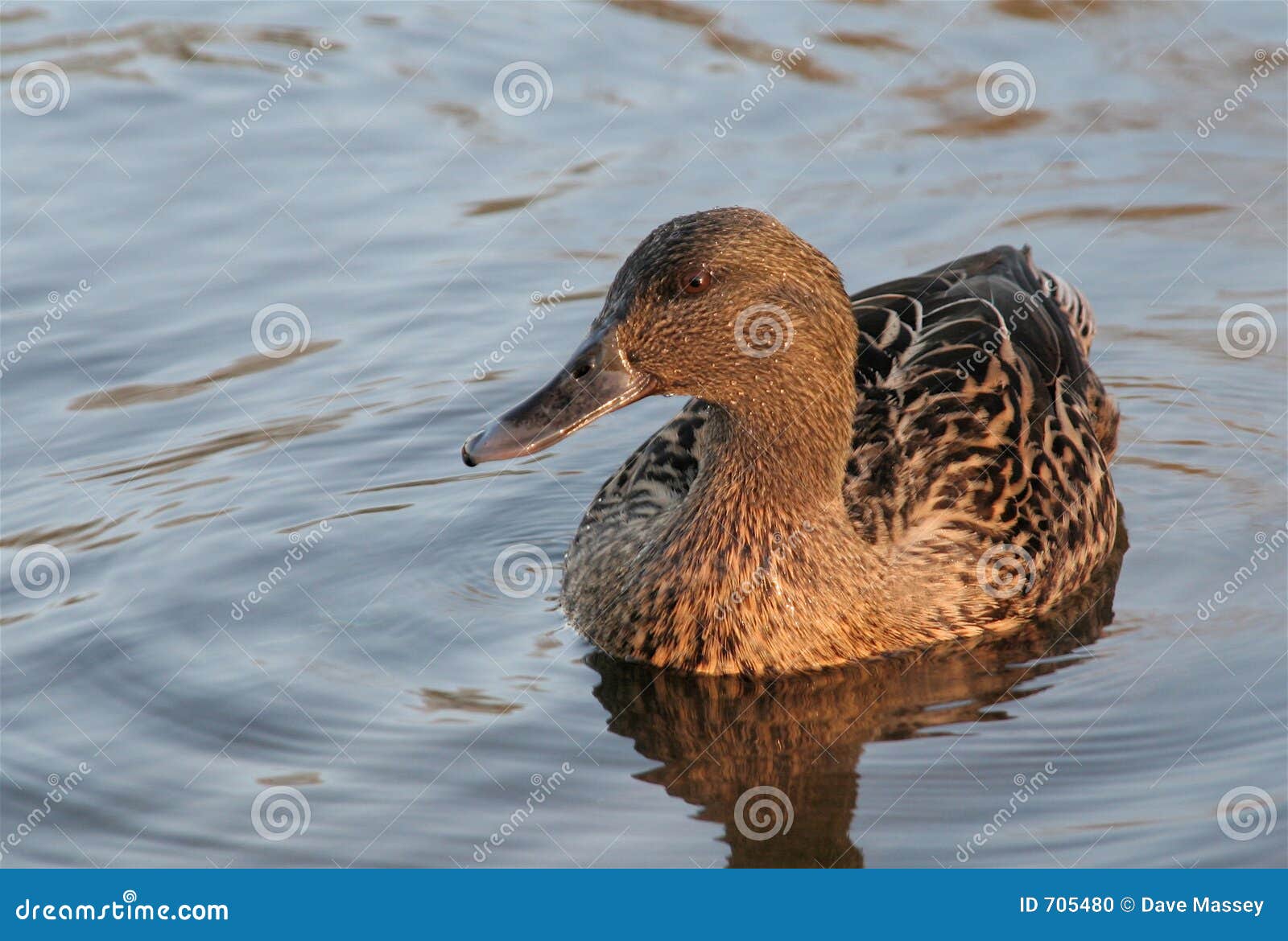 A Female Duck And A Baby Duck Royalty-Free Stock Photo | CartoonDealer ...