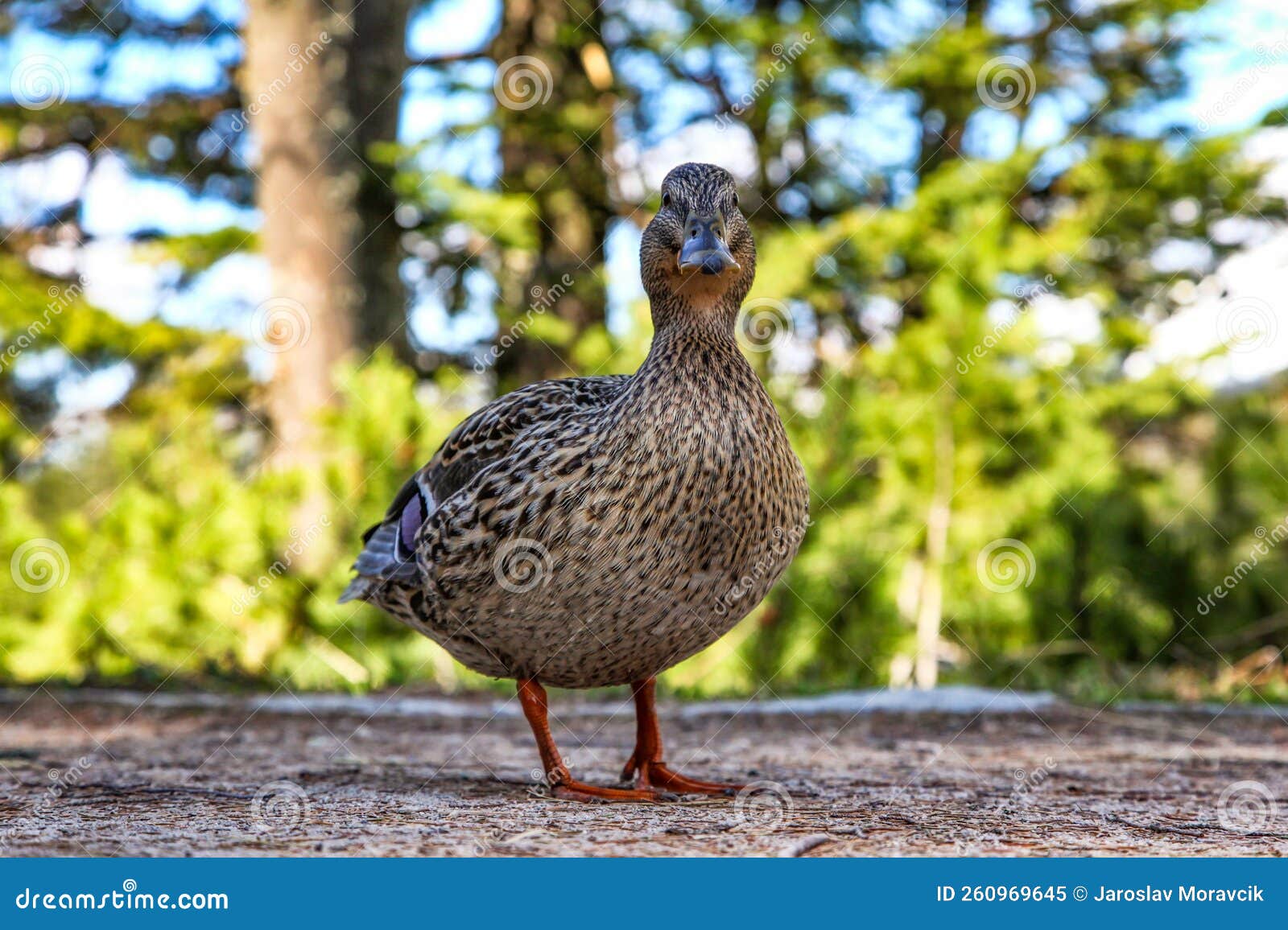 Female Duck Looking into the Camera Stock Image - Image of birds ...