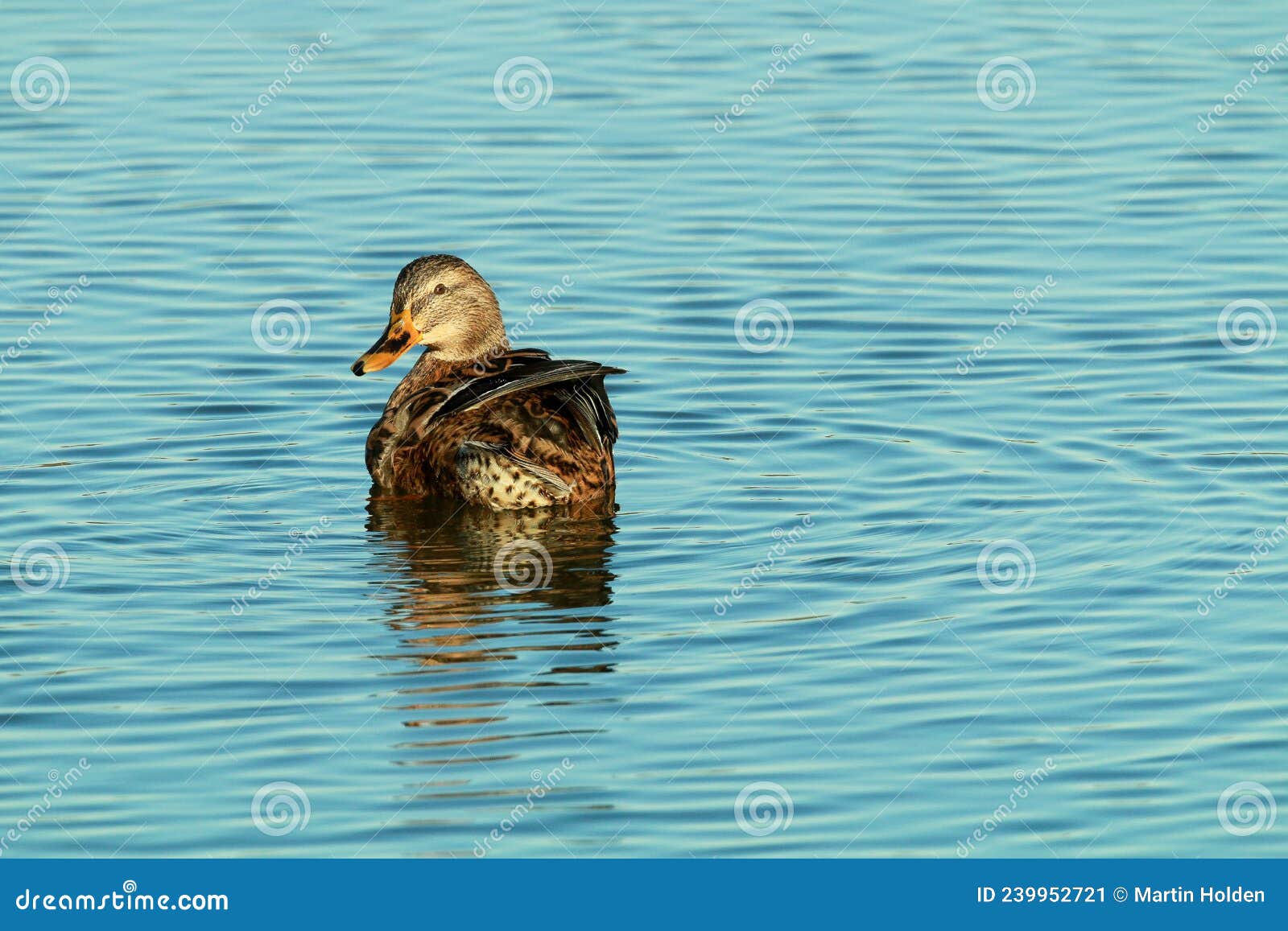 Female Duck Looking Over Its Shoulder Stock Image - Image of bird ...