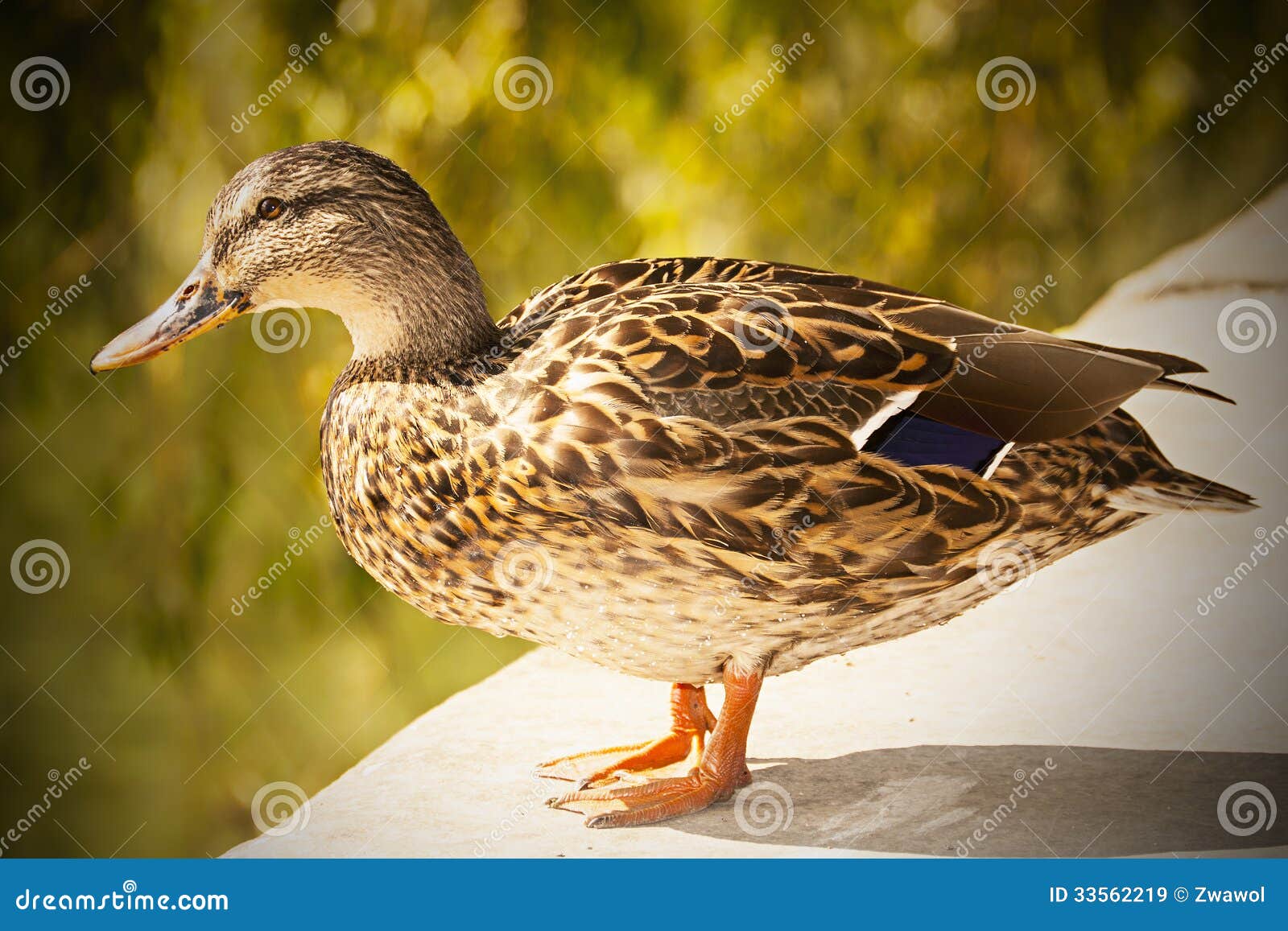 Female duck stock image. Image of females, duck, animals - 33562219