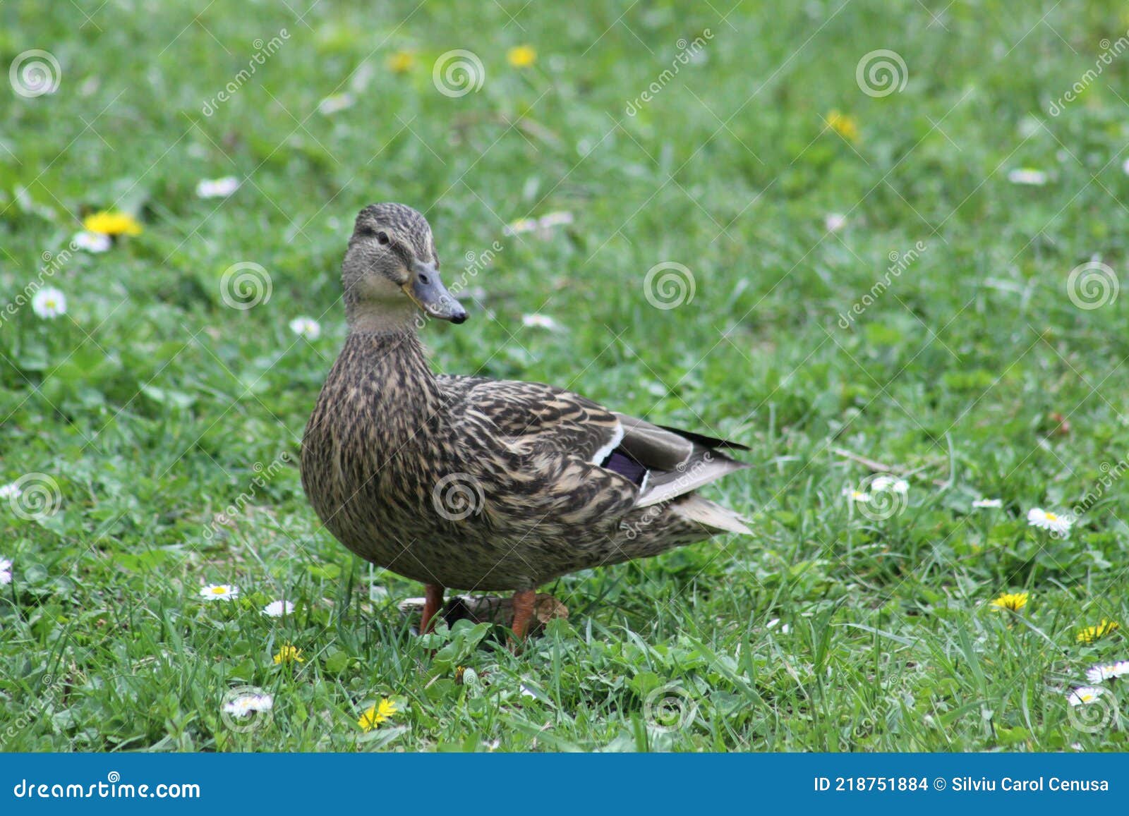 Female Duck Side View with Head on Back on Green Background Stock Photo ...