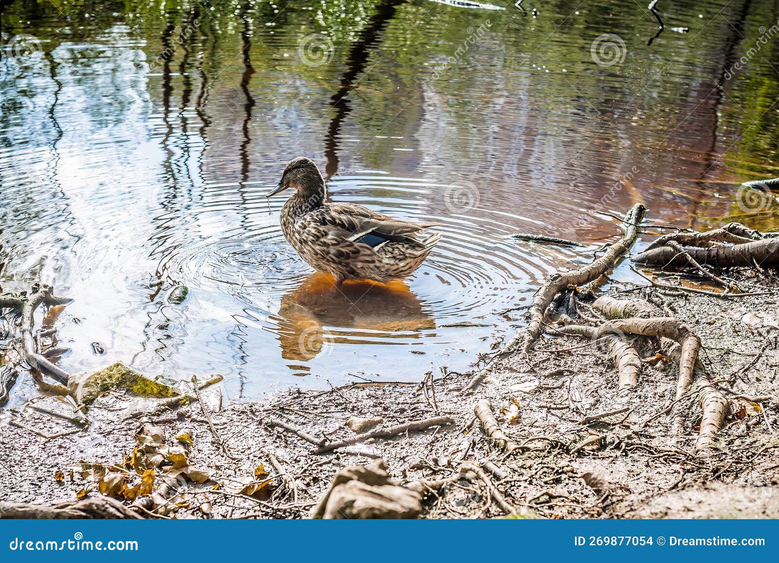 Female Duck Standing in a Muddy Puddle Stock Photo - Image of brown ...