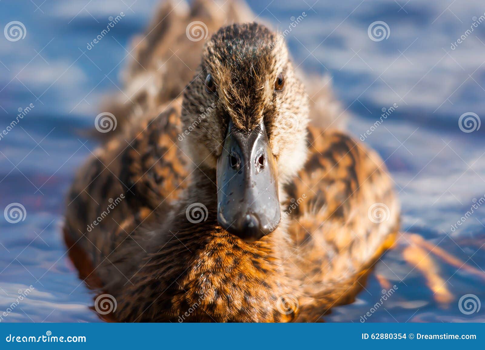 Female duck staring stock photo. Image of hunting, female - 62880354