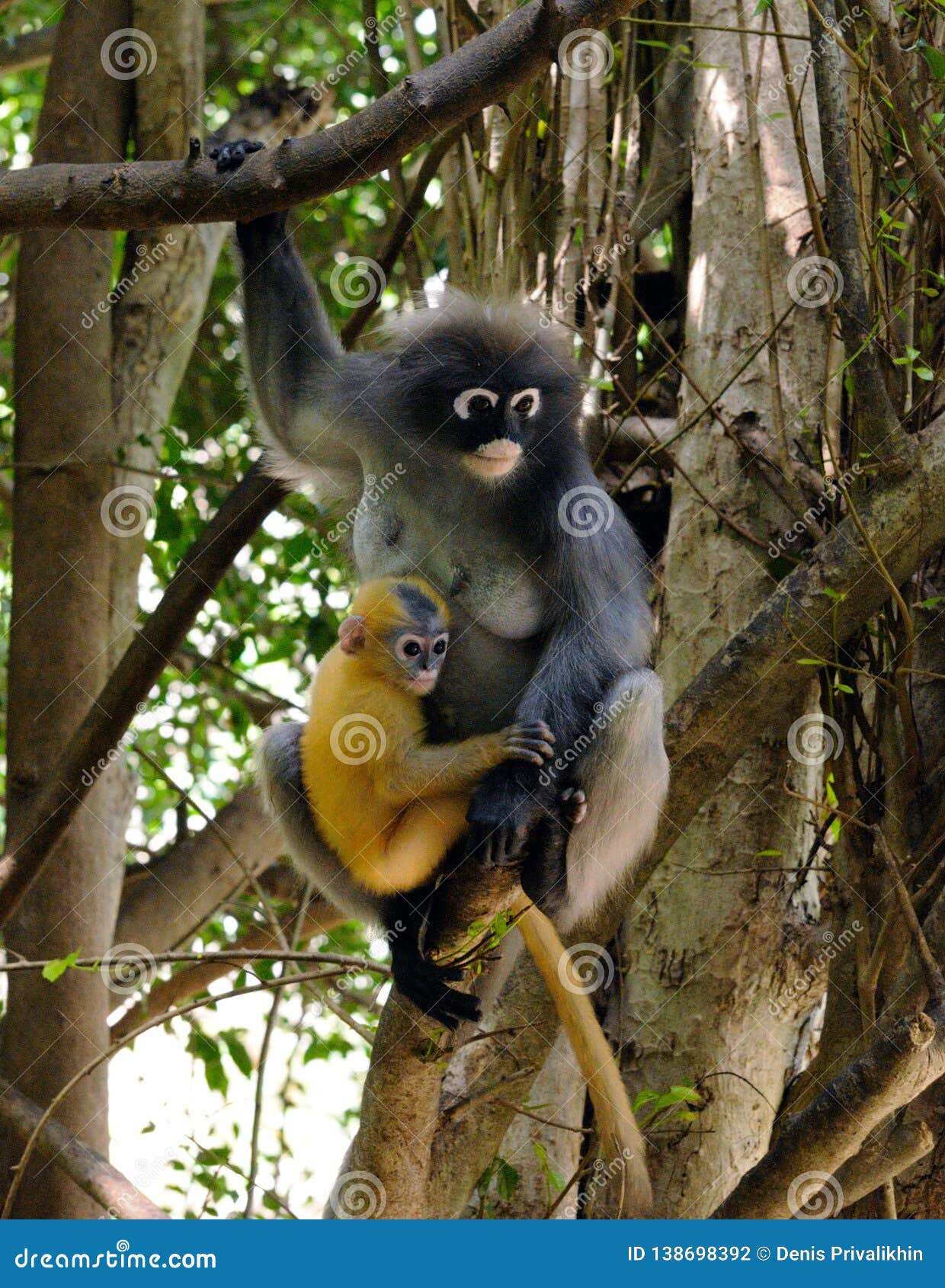 Female Dusky Langur, Dusky Leaf Monkey, Spectacled Langur ...