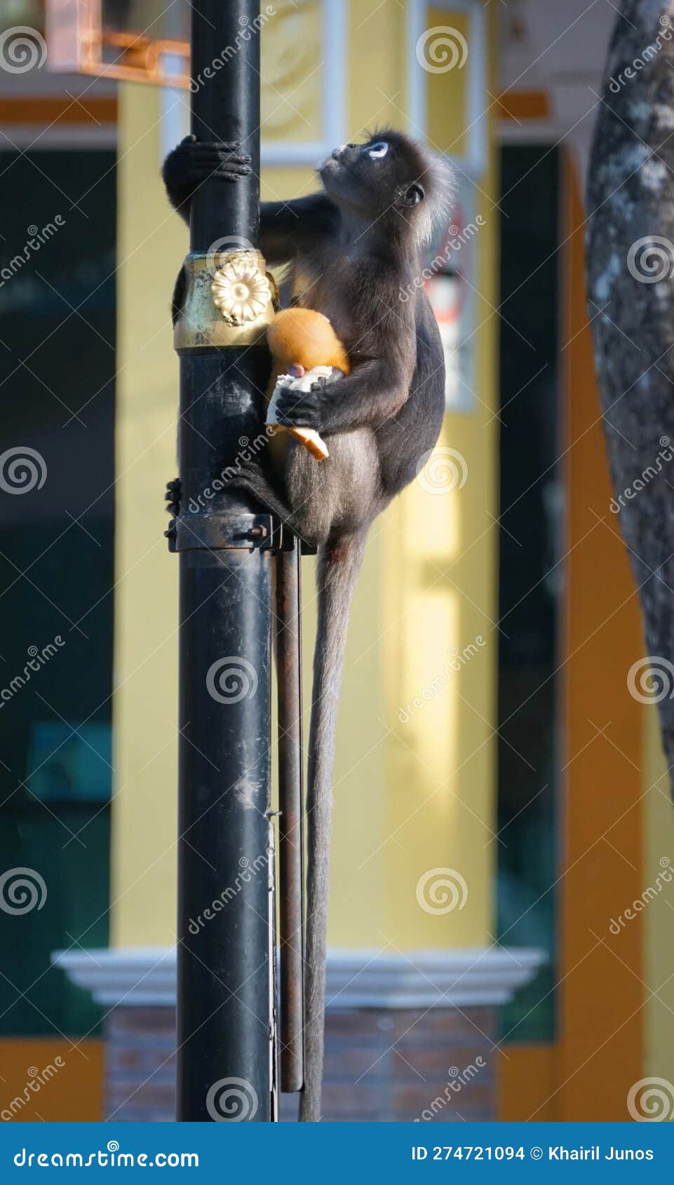 A Female Dusky Leaf Monkey with a Baby Climbing on Top of a Pole Stock ...