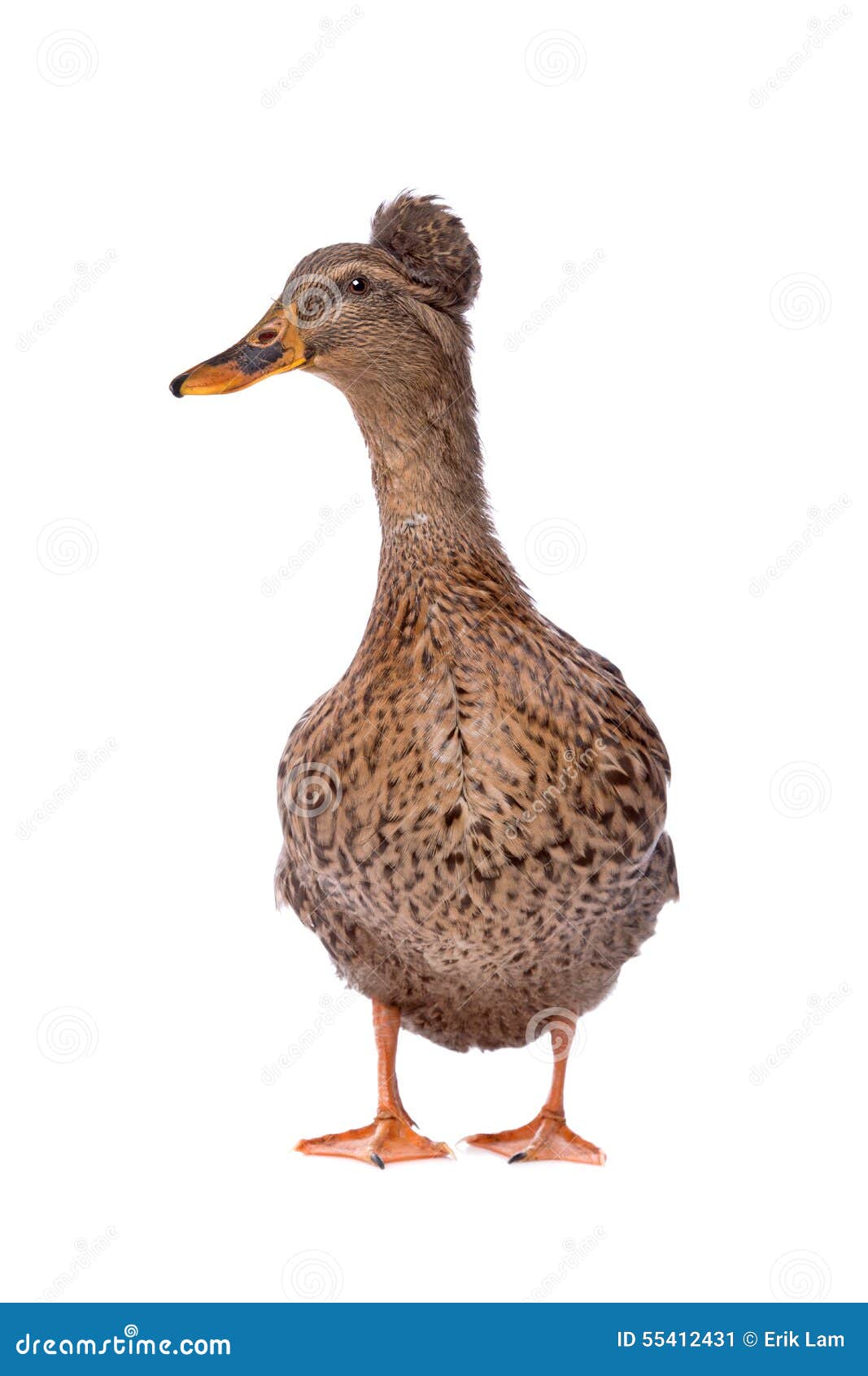 Female Dutch Tufted Duck Stock Photos - Free & Royalty-Free Stock ...