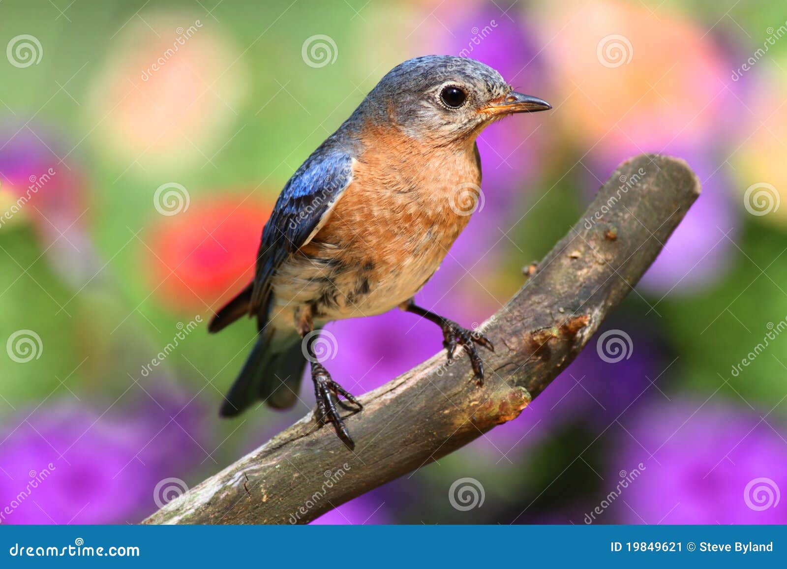 Female Eastern Bluebird Royalty-Free Stock Image | CartoonDealer.com ...