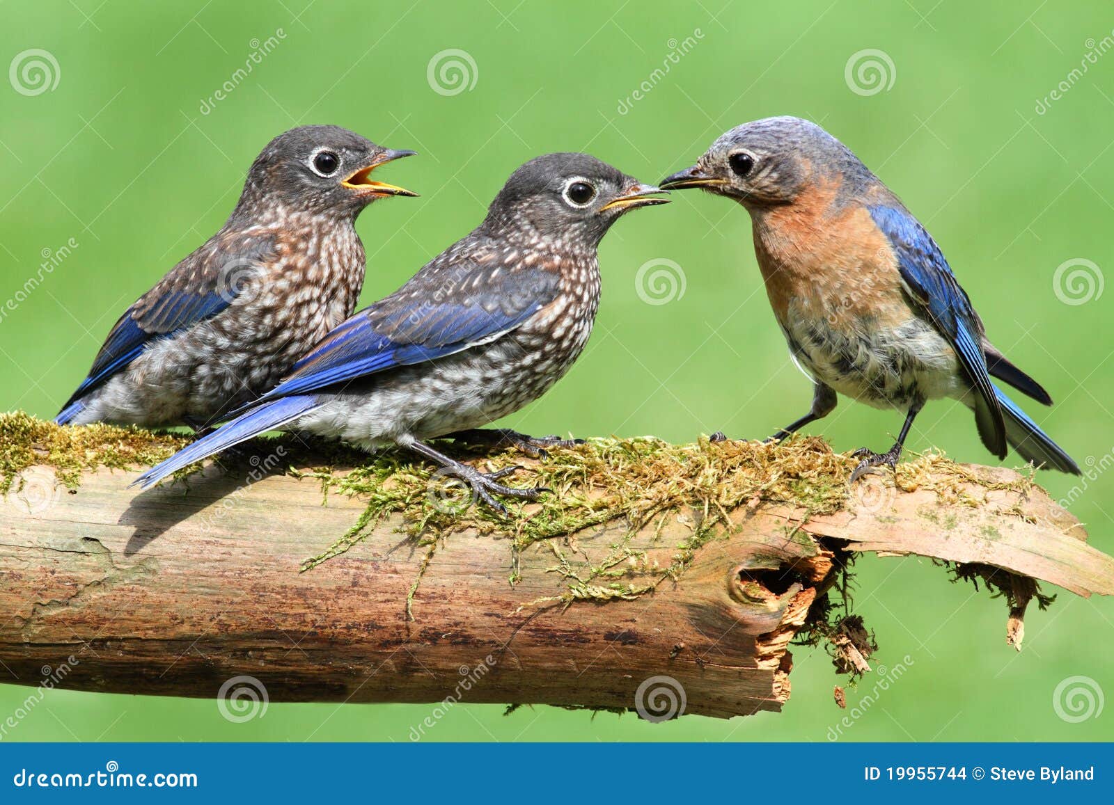 Female Eastern Bluebird with Babies Stock Photo - Image of avian ...