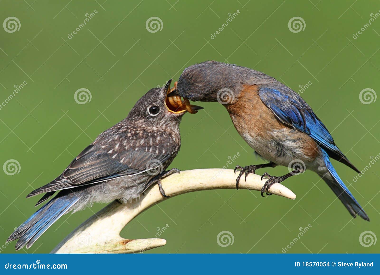 Female Eastern Bluebird Feeding a Baby Stock Photo - Image of fauna ...