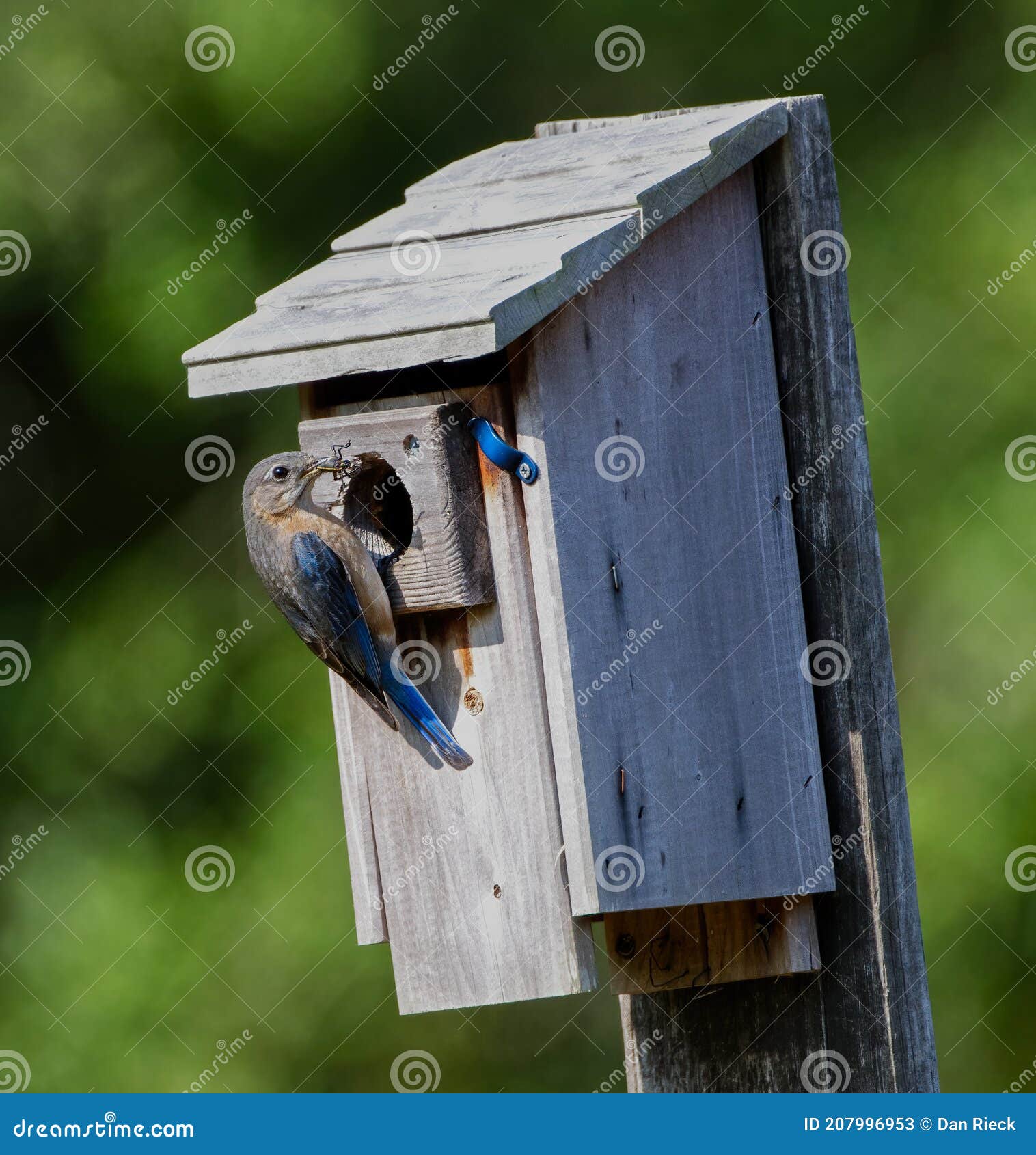 Female Eastern Bluebird with Eastern Lubber Grasshopper about To Feed ...