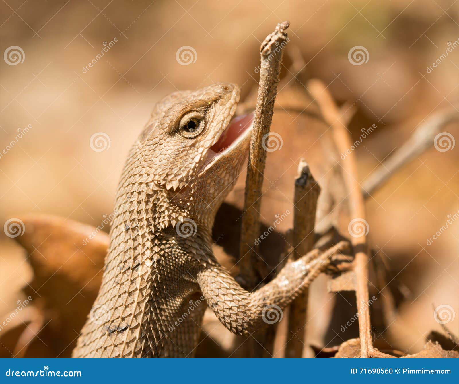 Female Eastern Fence Lizard Stock Photo - Image of spots, spring: 71698560