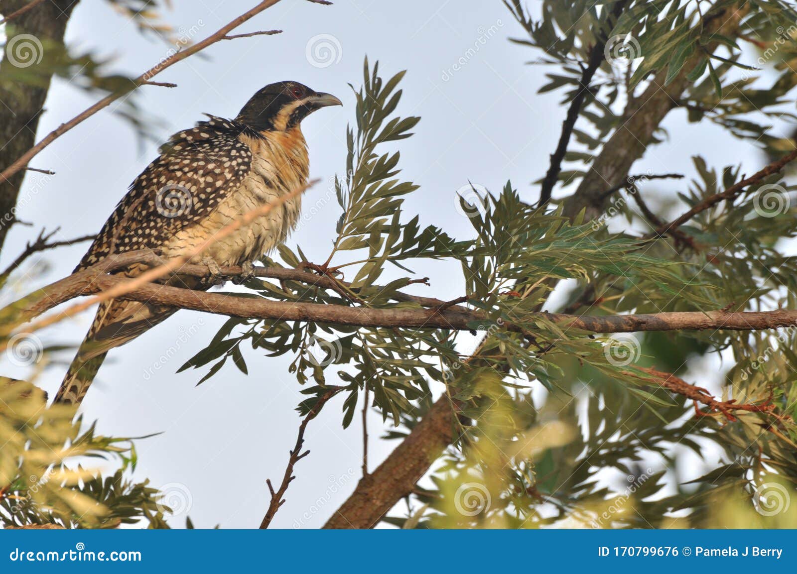 A Female Eastern Koel Bird Sitting in a Silky Oak Tree Stock Photo ...