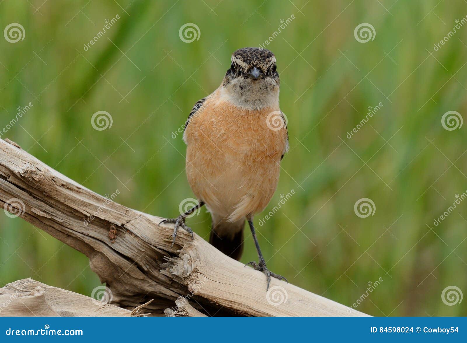 Female Eastern Stonechat Saxicola Stejnegeri Stock Photo - Image of ...