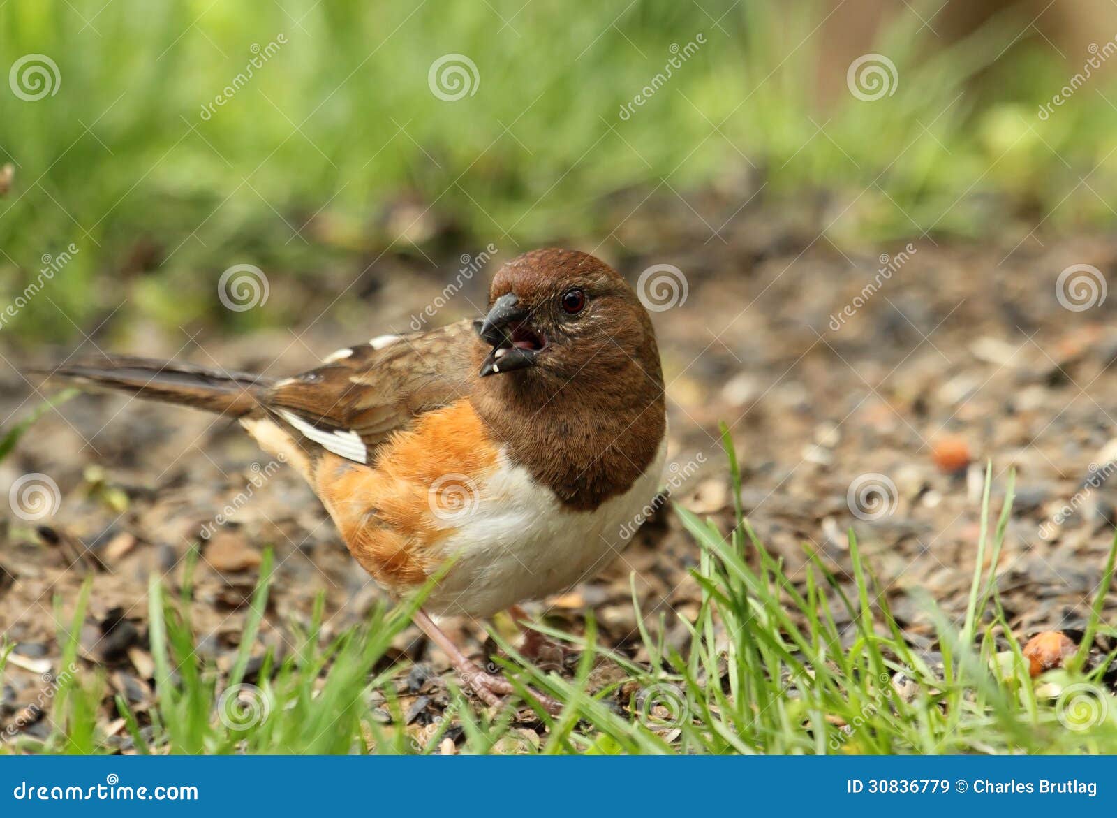 Female Eastern Towhee, Pipilo Erythrophthalmus Stock Image - Image of ...
