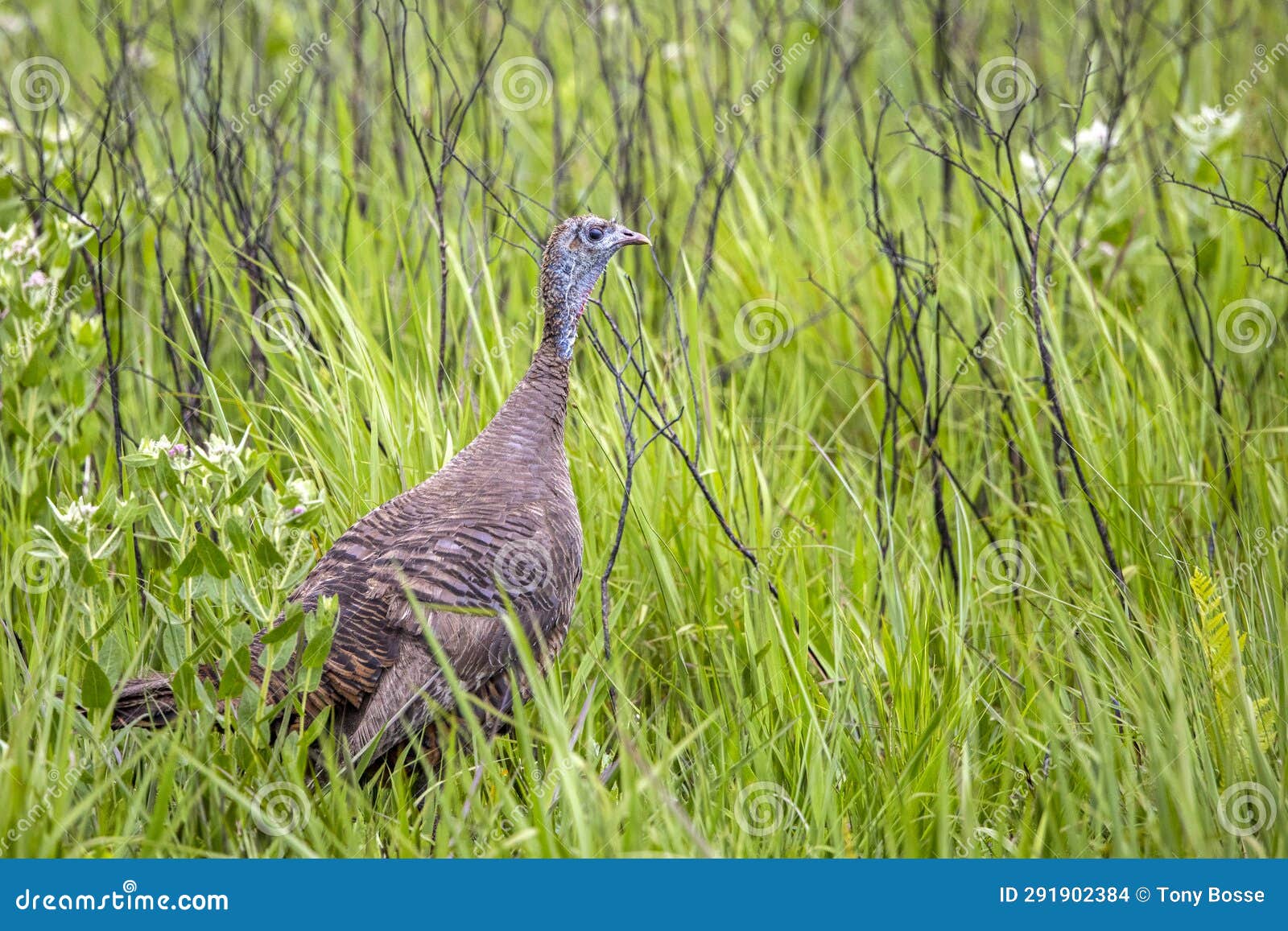 Female Eastern Wild Turkey in Tall Grass Stock Photo - Image of food ...