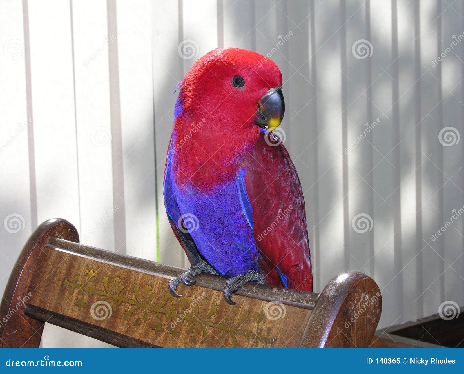 Female Eclectus Parrot stock image. Image of bill, australia - 140365