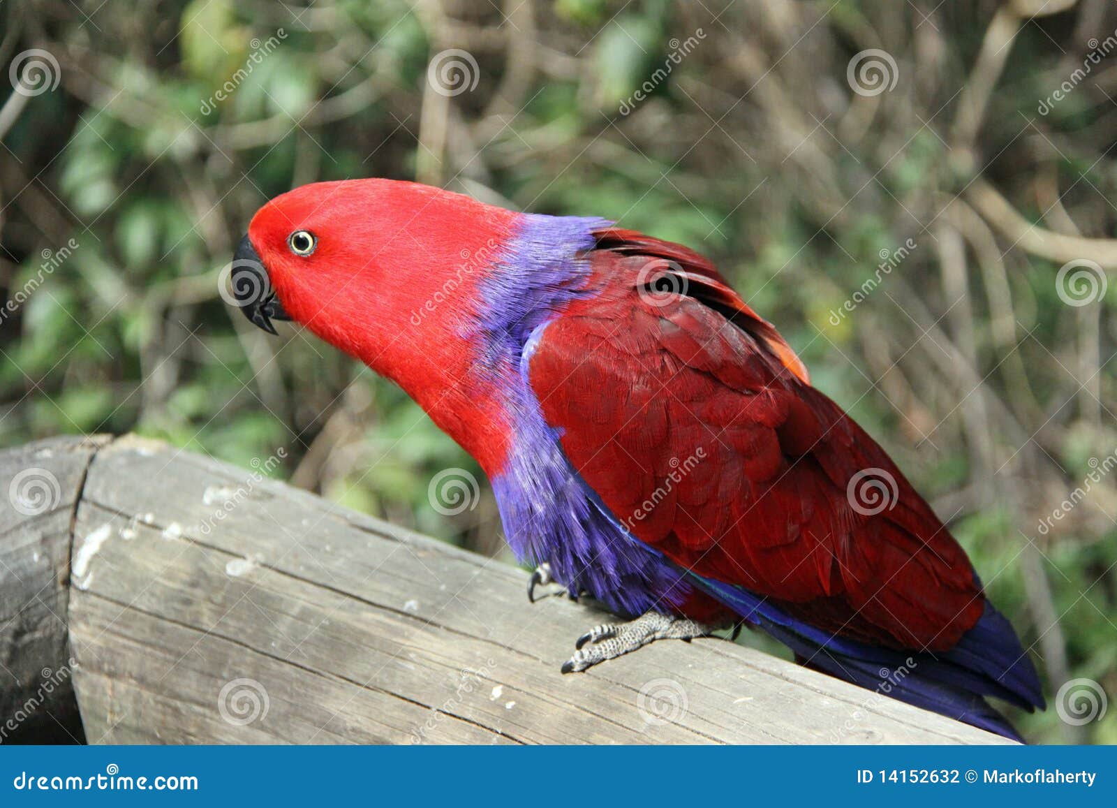 Female Eclectus Parrot stock photo. Image of animal, nature - 14152632