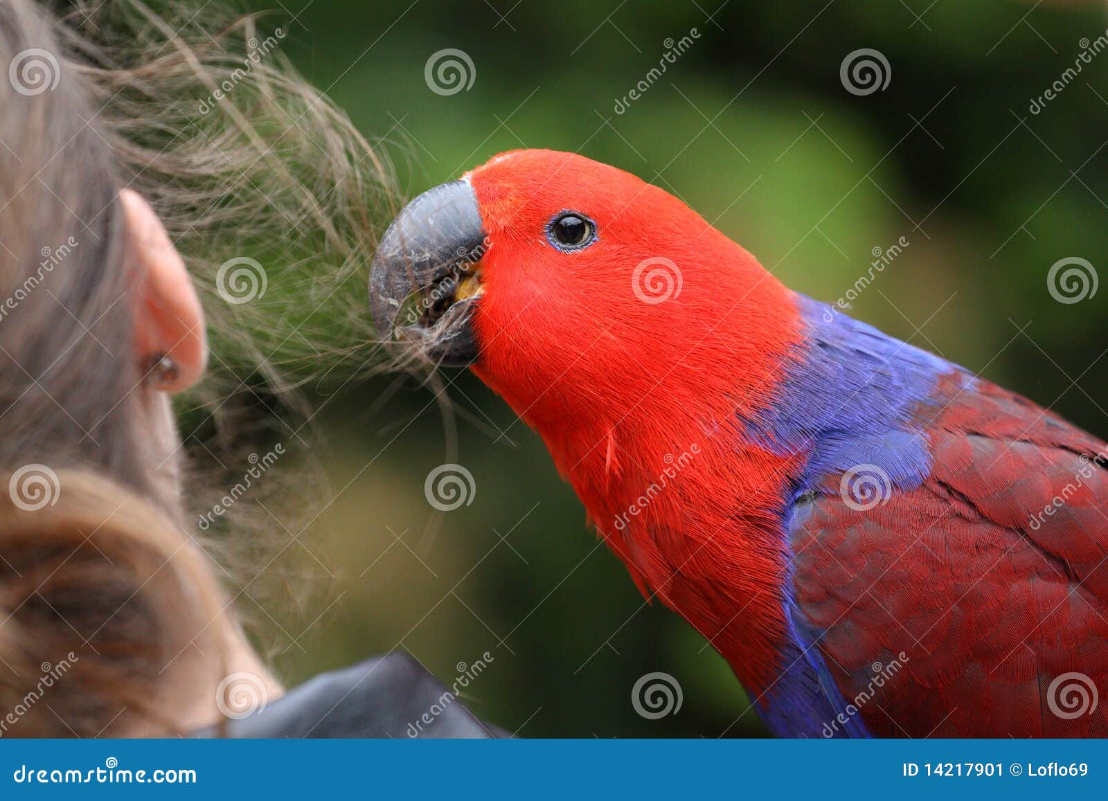 Female Eclectus parrot stock image. Image of roratus - 14217901