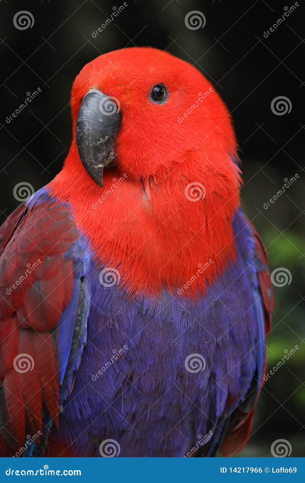 Female Eclectus Parrot Stock Image | CartoonDealer.com #2252947