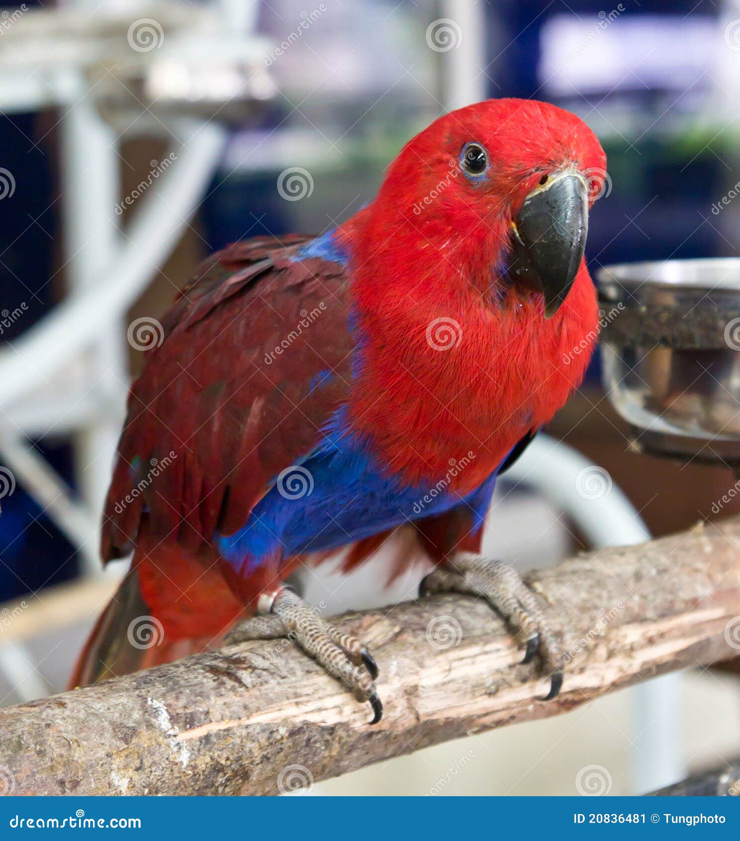 Female eclectus parrot stock image. Image of blue, isolated - 20836481
