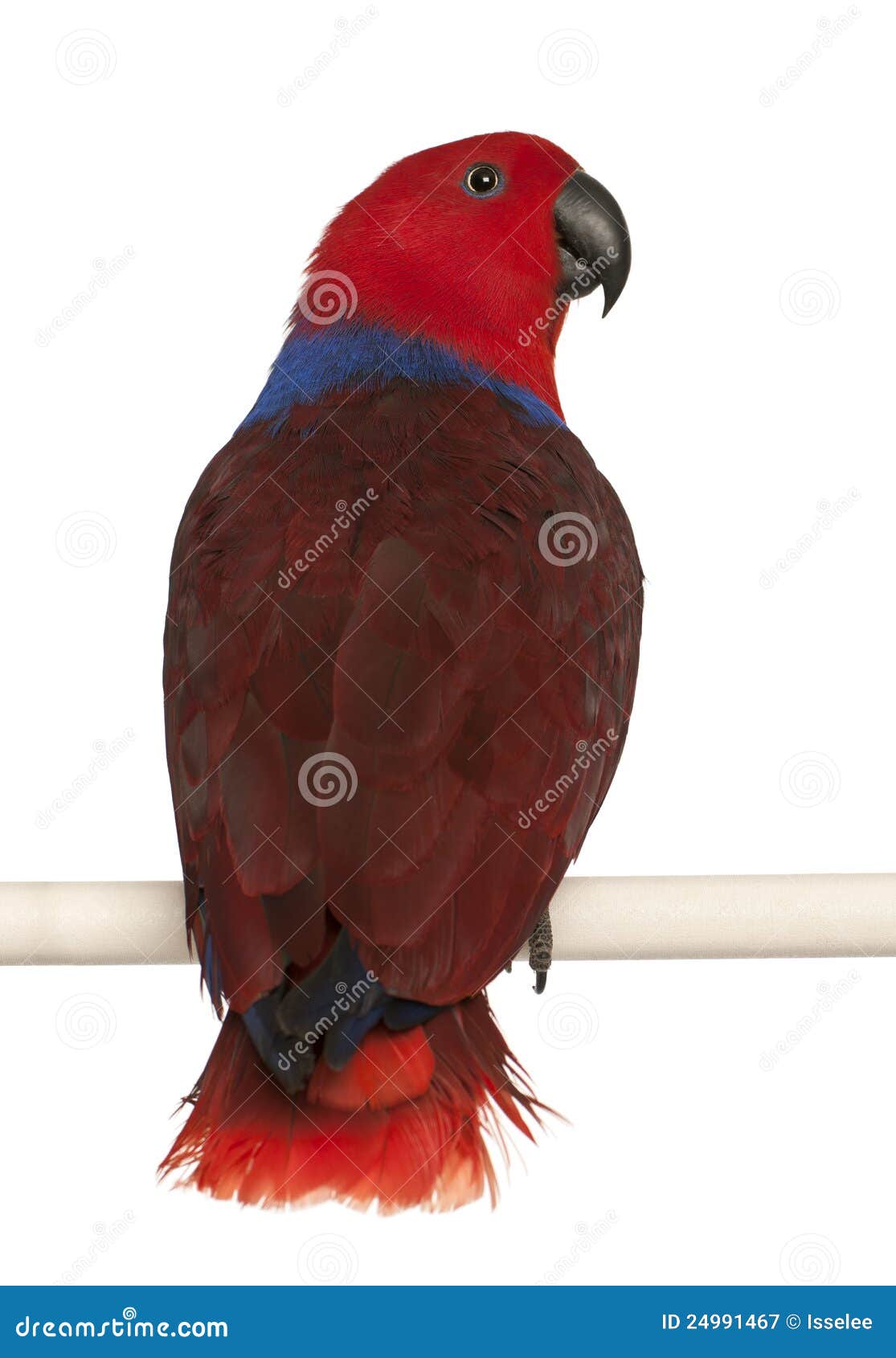 Female Eclectus Parrot stock image. Image of wildlife - 24991467