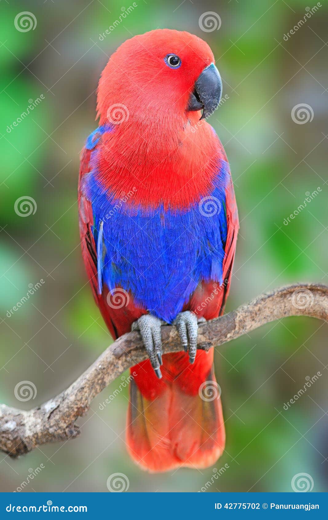 Female Eclectus parrot stock photo. Image of parrot, feather - 42775702