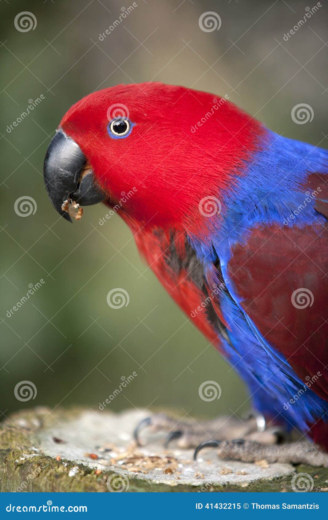 Female Eclectus parrot stock image. Image of aves, cockatoo - 41432215