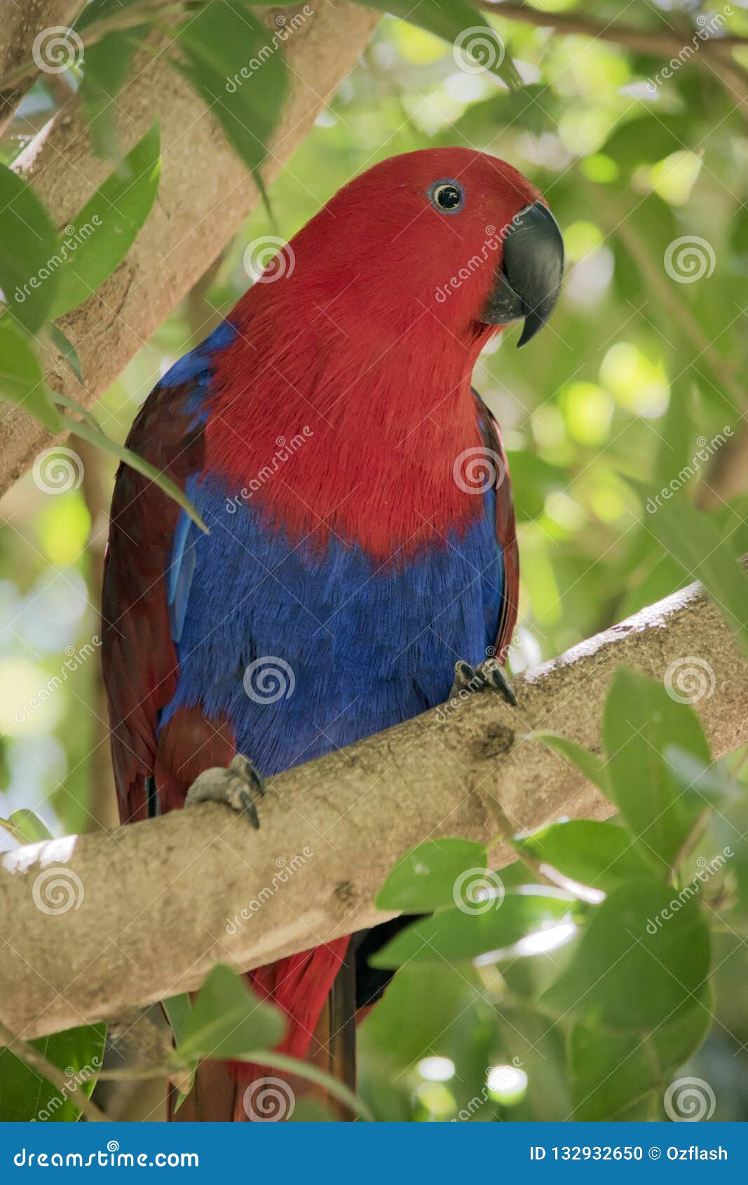 Female eclectus parrot stock photo. Image of queensland - 132932650