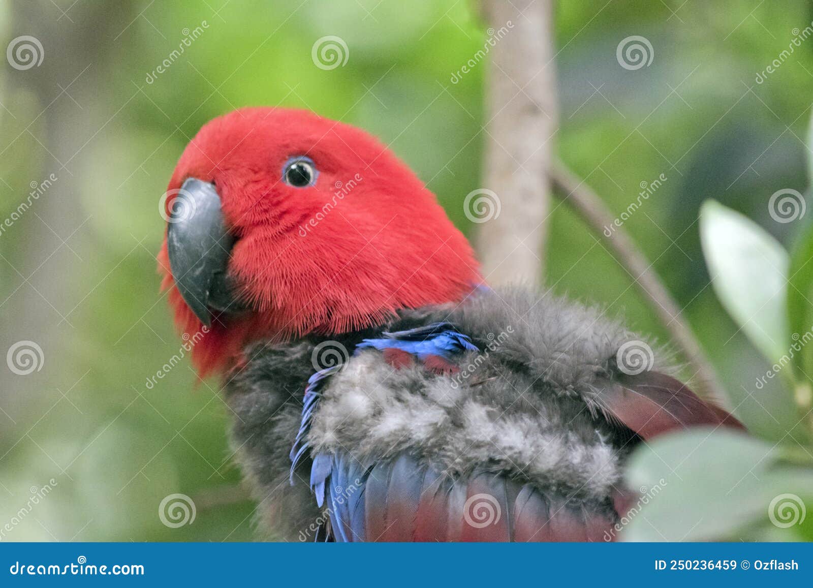 The Female Eclectus Parrot is Red with a Black Beak Stock Image - Image ...