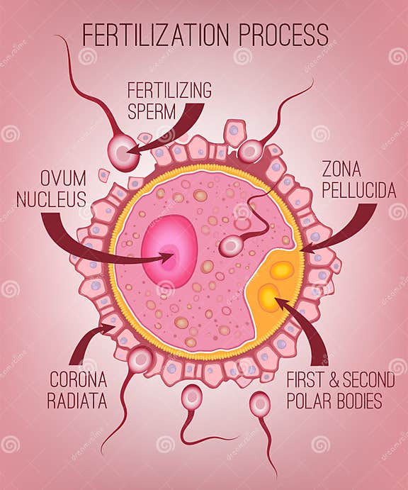 Female Egg Structure Stock Vector Illustration Of Intercourse 102865039