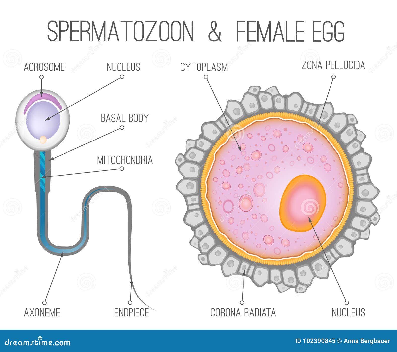 Female Egg Structure Stock Vector Illustration Of Intercourse 102390845