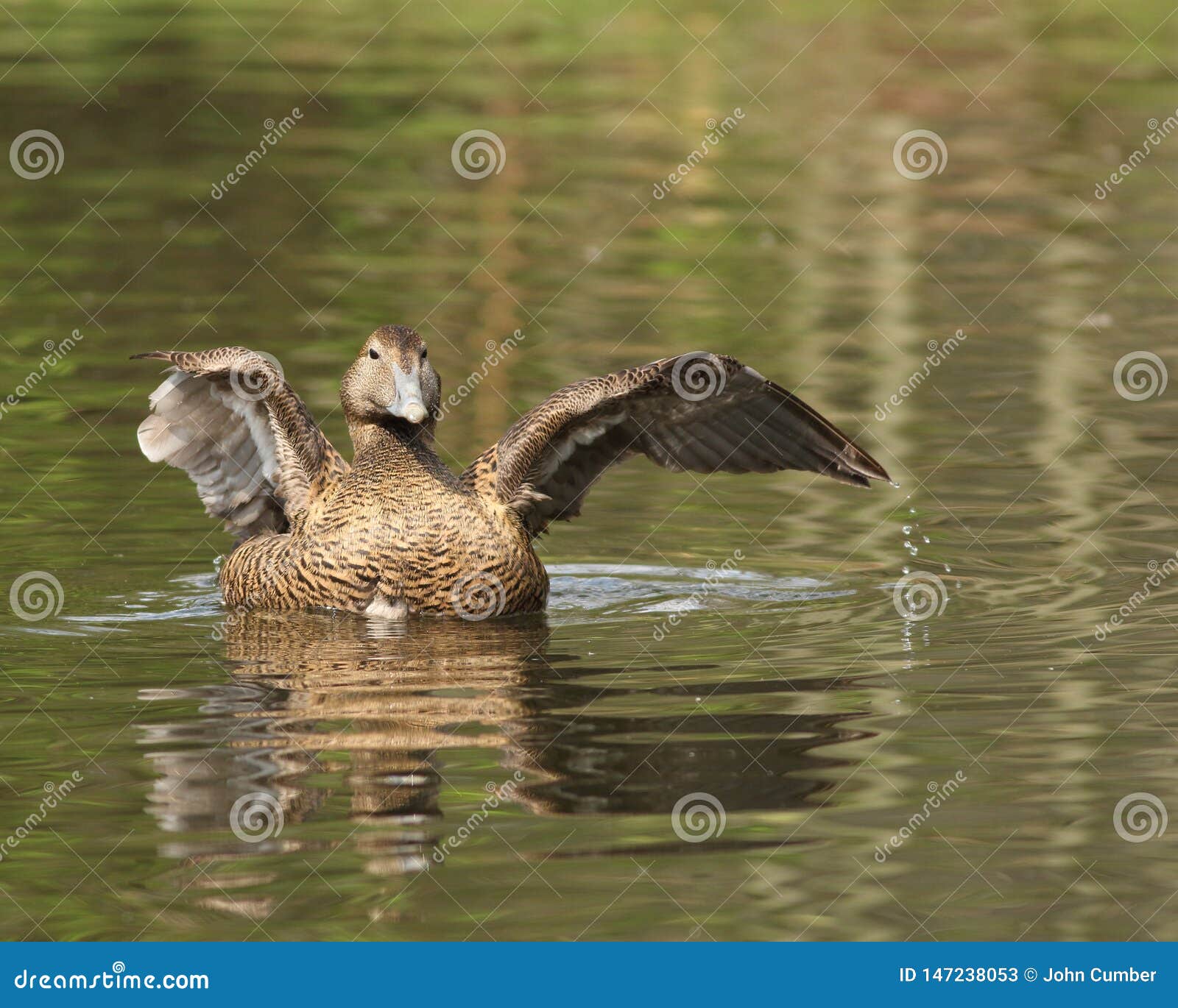 An Eider Duck Low Level Shot Stock Image - Image of eiderduck, nature ...
