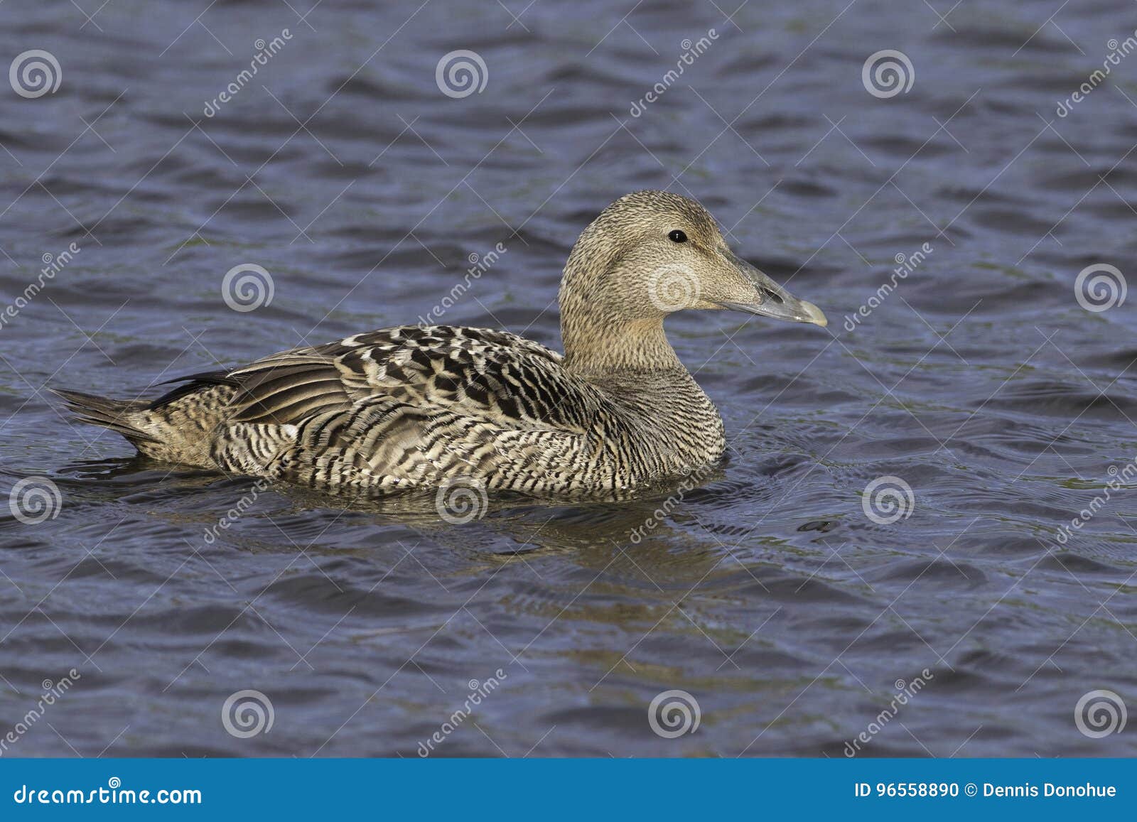 Female Eider Duck on Grimsey Island, Iceland Stock Photo - Image of ...