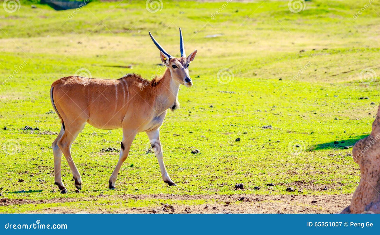 Female Eland Antelope stock image. Image of america, antilopinae - 65351007