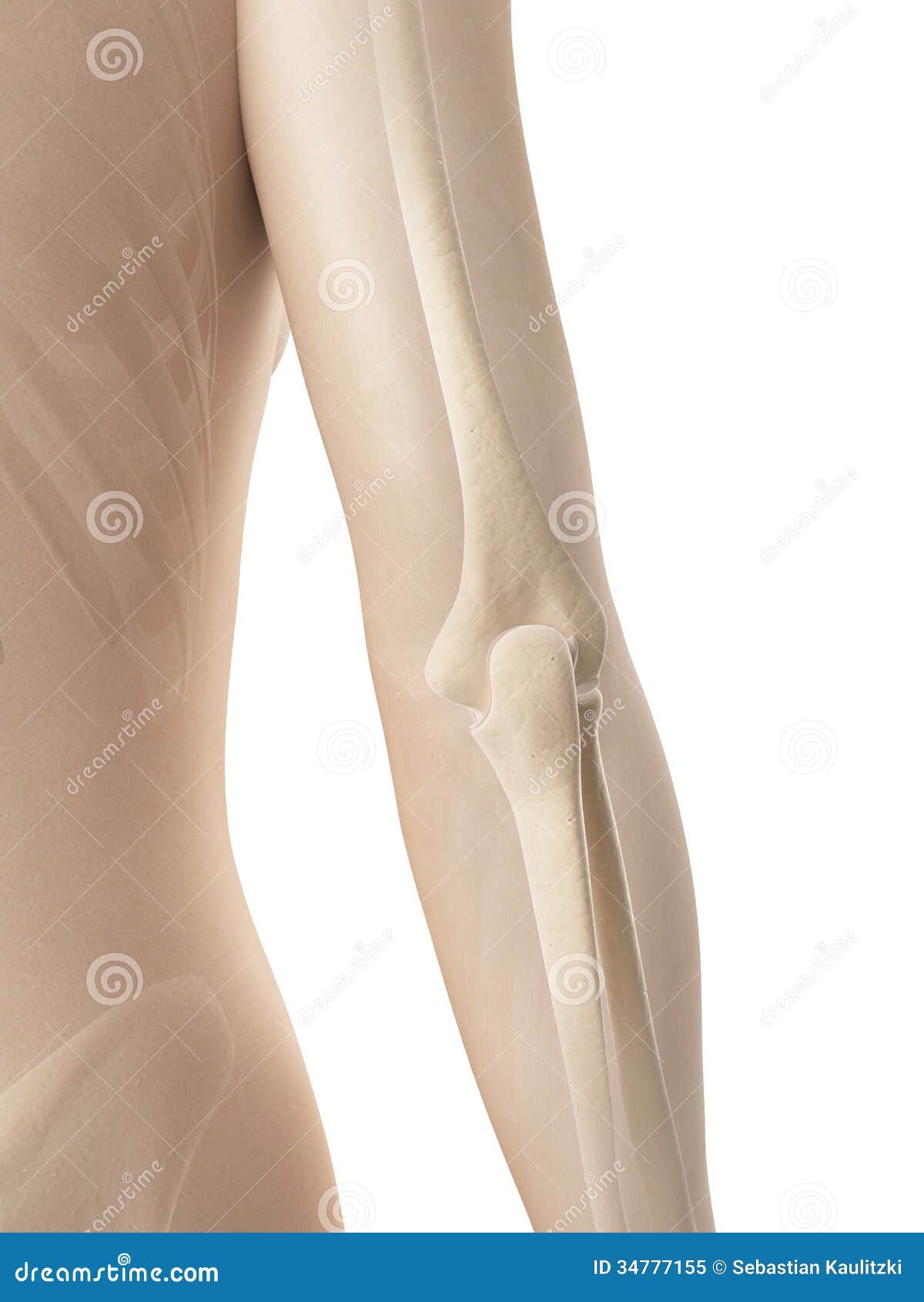 Female Radius / Ulna - Forearm - Anatomy Bones Royalty-Free Stock ...