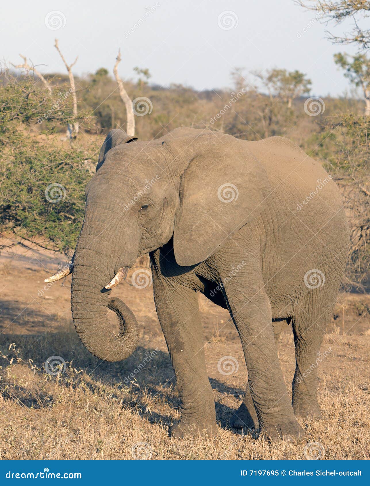 Female Elephant stock image. Image of delta, elephant - 7197695