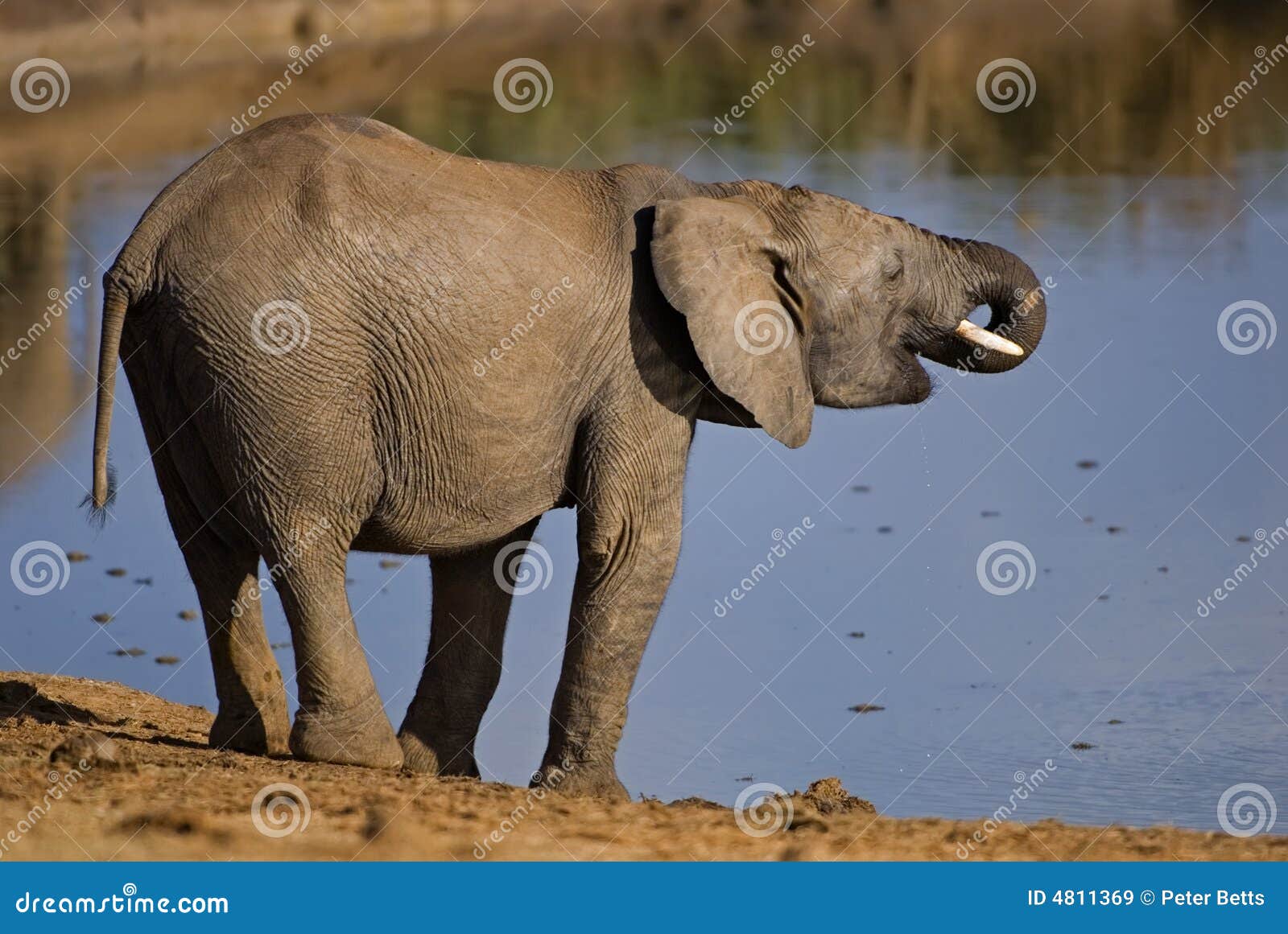 Female Elephant Seal With Newborn Screaming Royalty-Free Stock ...