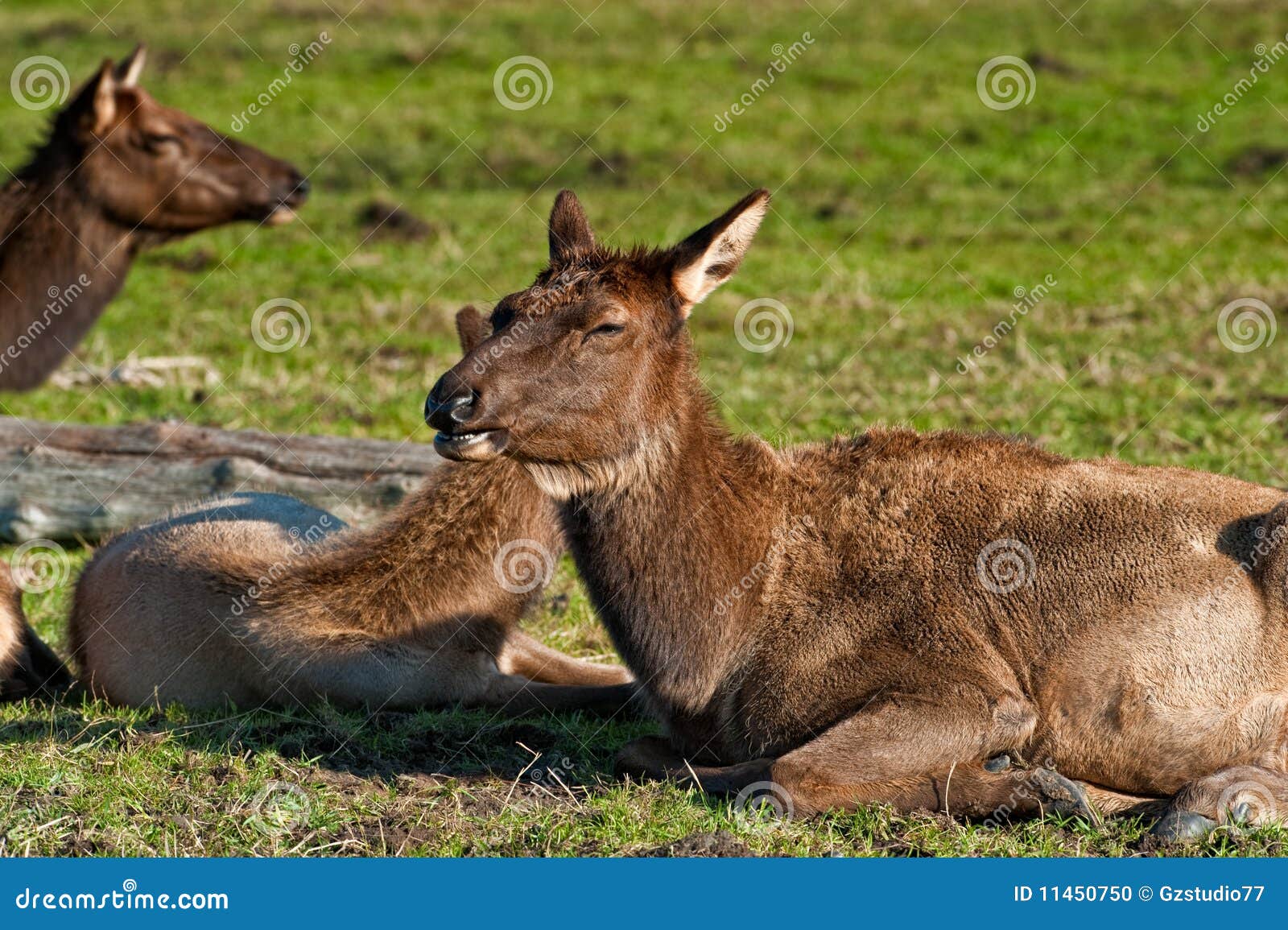 Female Elk stock photo. Image of female, medow, field - 11450750