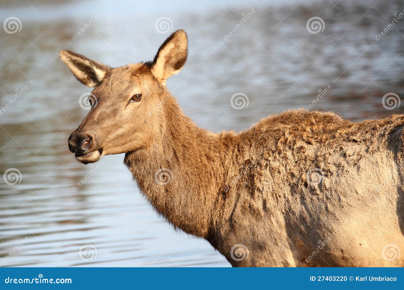 Female elk stock photo. Image of water, lake, morning - 27403220