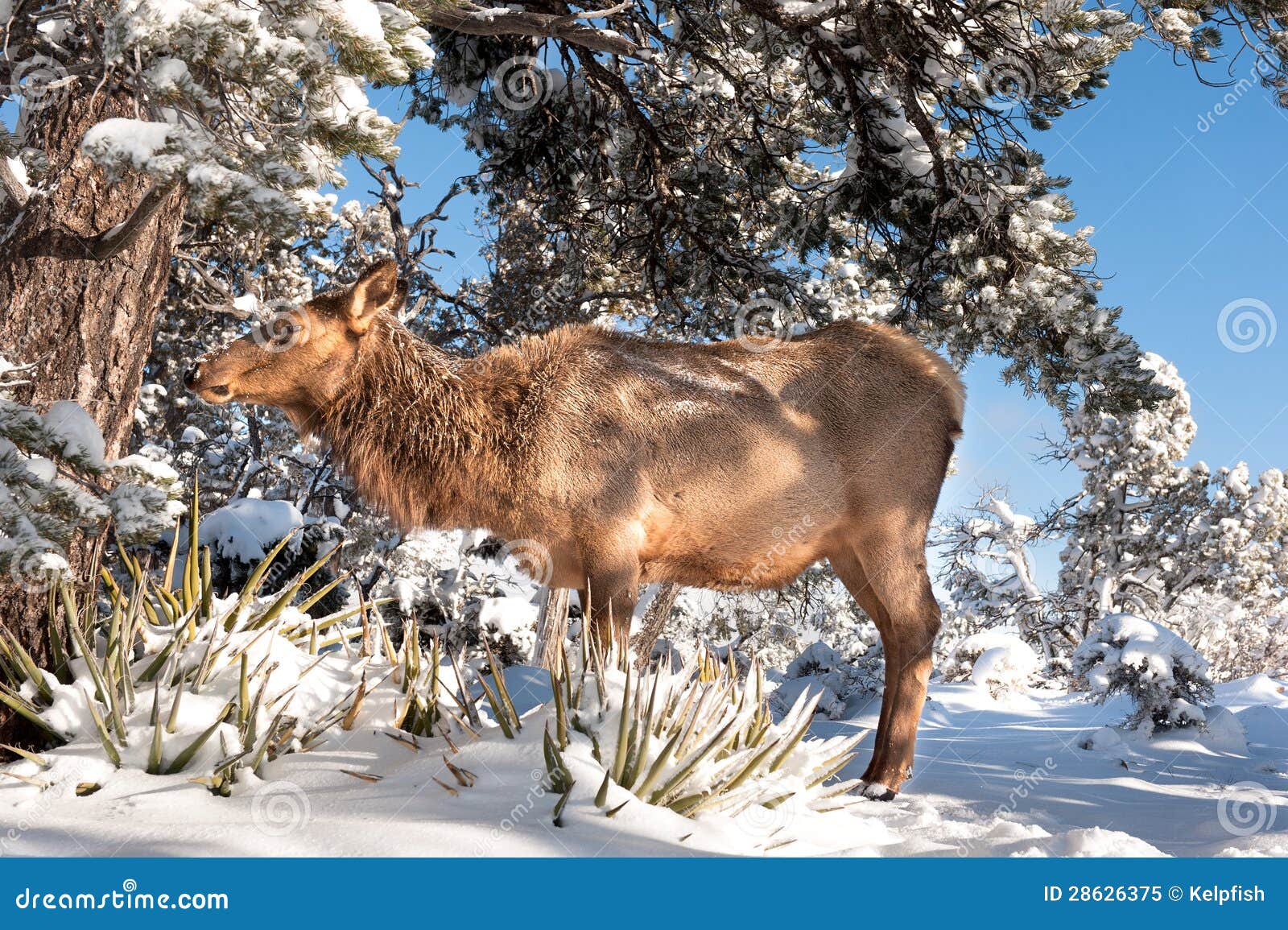 Female elk stock image. Image of profile, outdoors, encounter - 28626375
