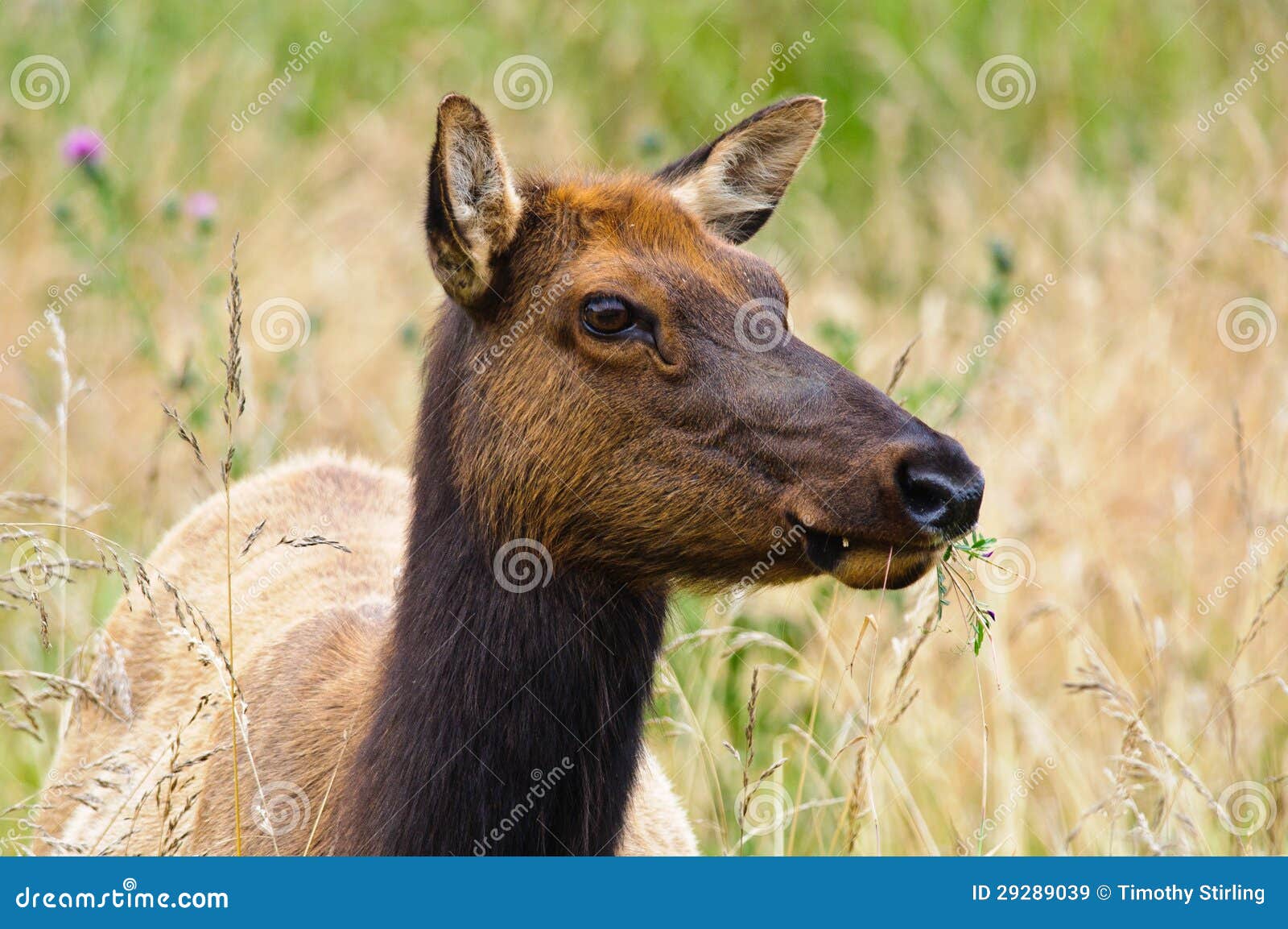Female Elk stock image. Image of majestic, mammal, forest - 29289039