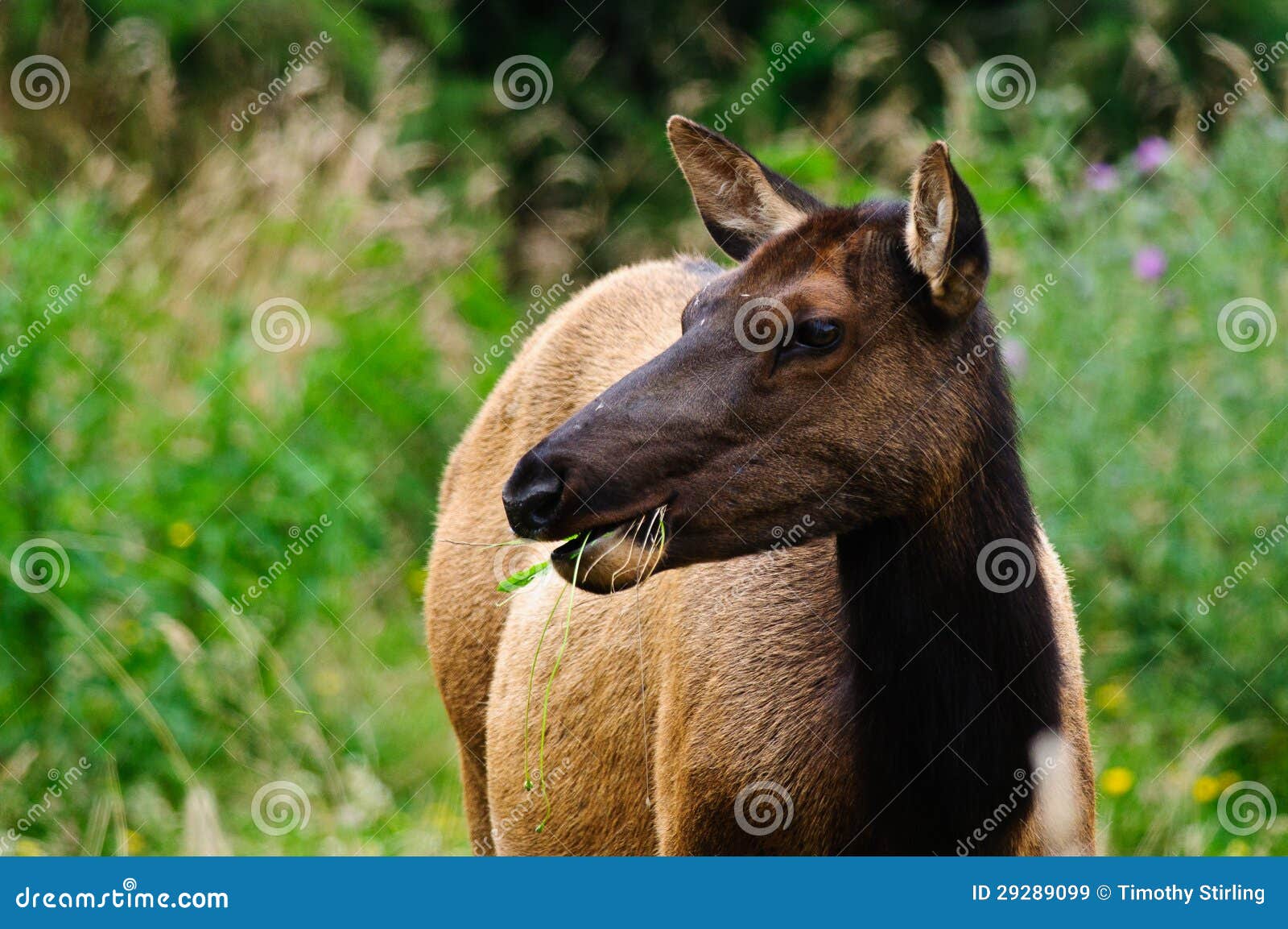 Female Elk stock image. Image of landscape, bull, forest - 29289099
