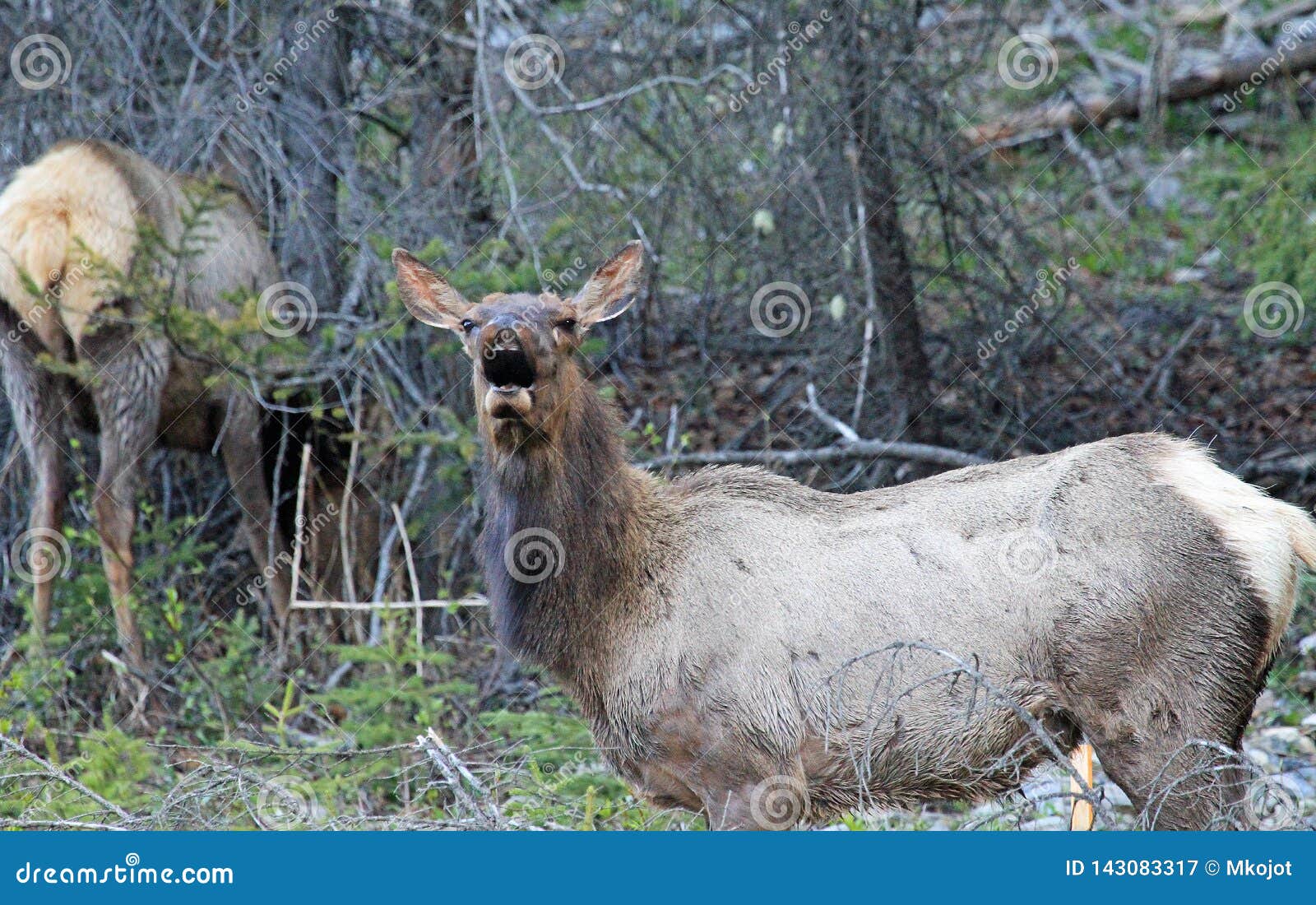 Female elk calling stock image. Image of scenery, banff - 143083317