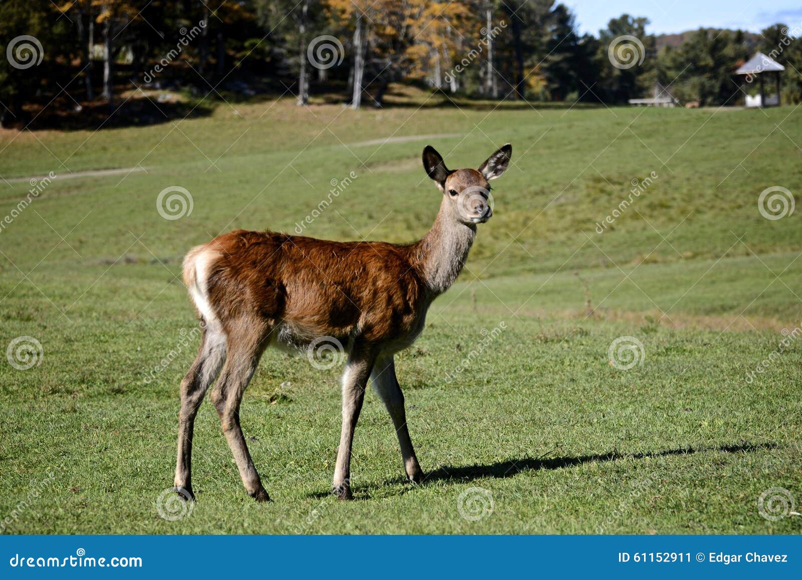 Female Elk stock image. Image of field, male, multiple - 61152911
