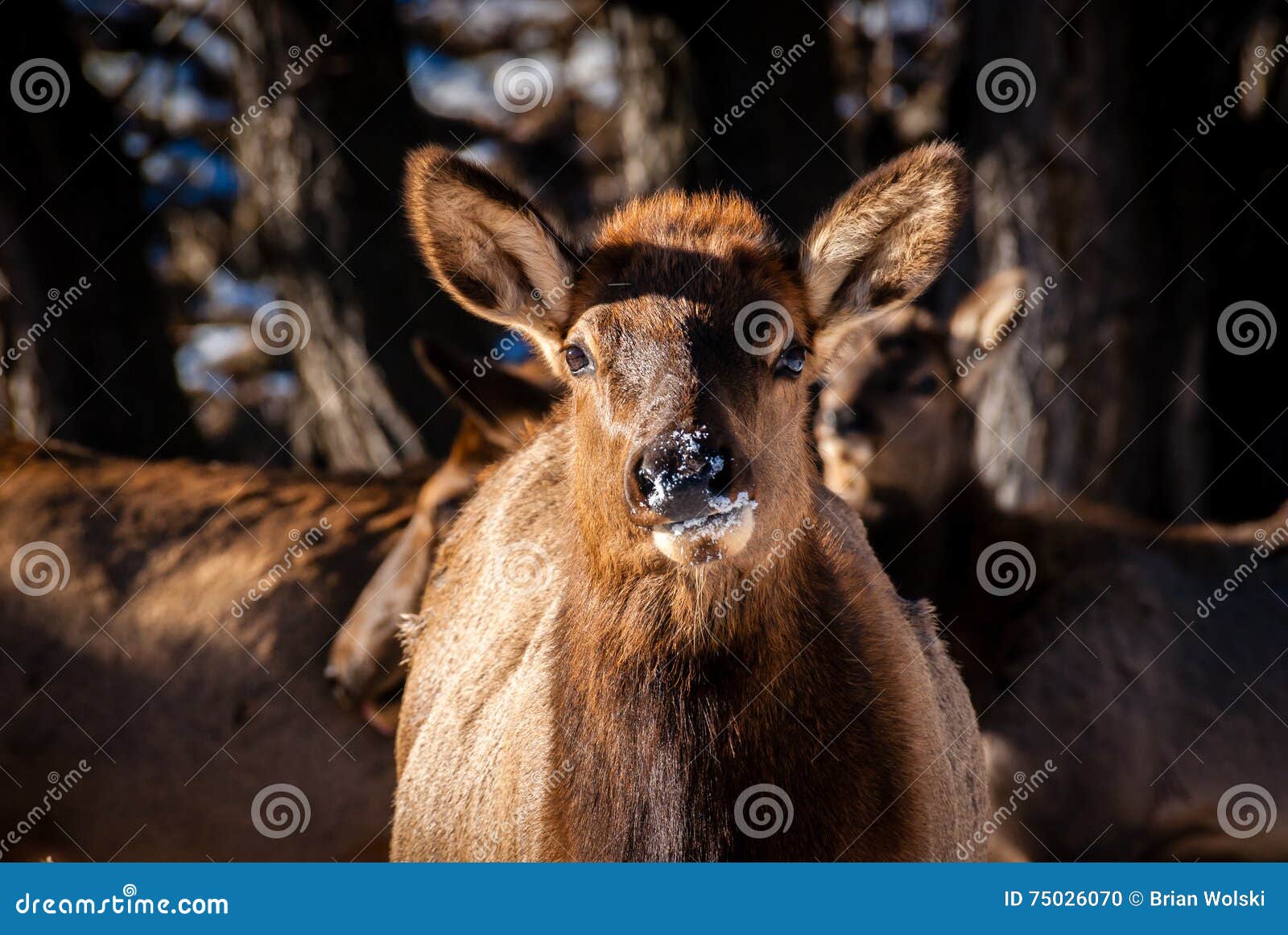 Female Elk stock photo. Image of denver, outdoors, deer - 75026070