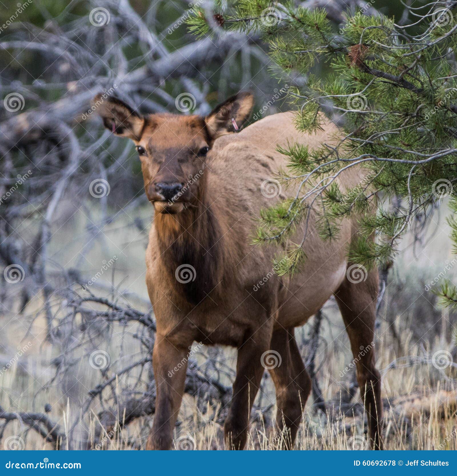 Female Elk stock photo. Image of wildlife, antlers, animal - 60692678